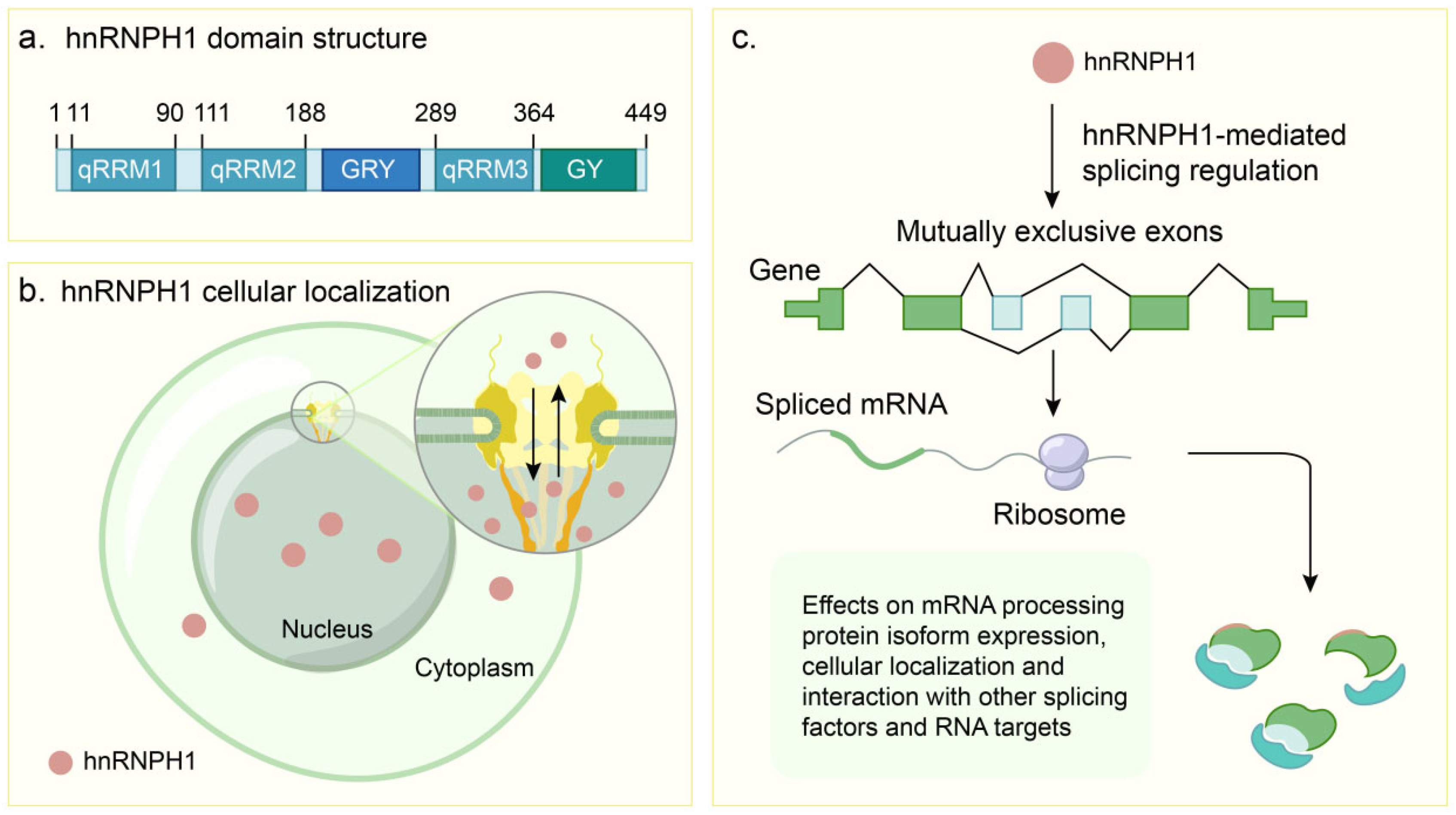 hnRNPH1: A Multifaceted Regulator in RNA Processing and Disease ...