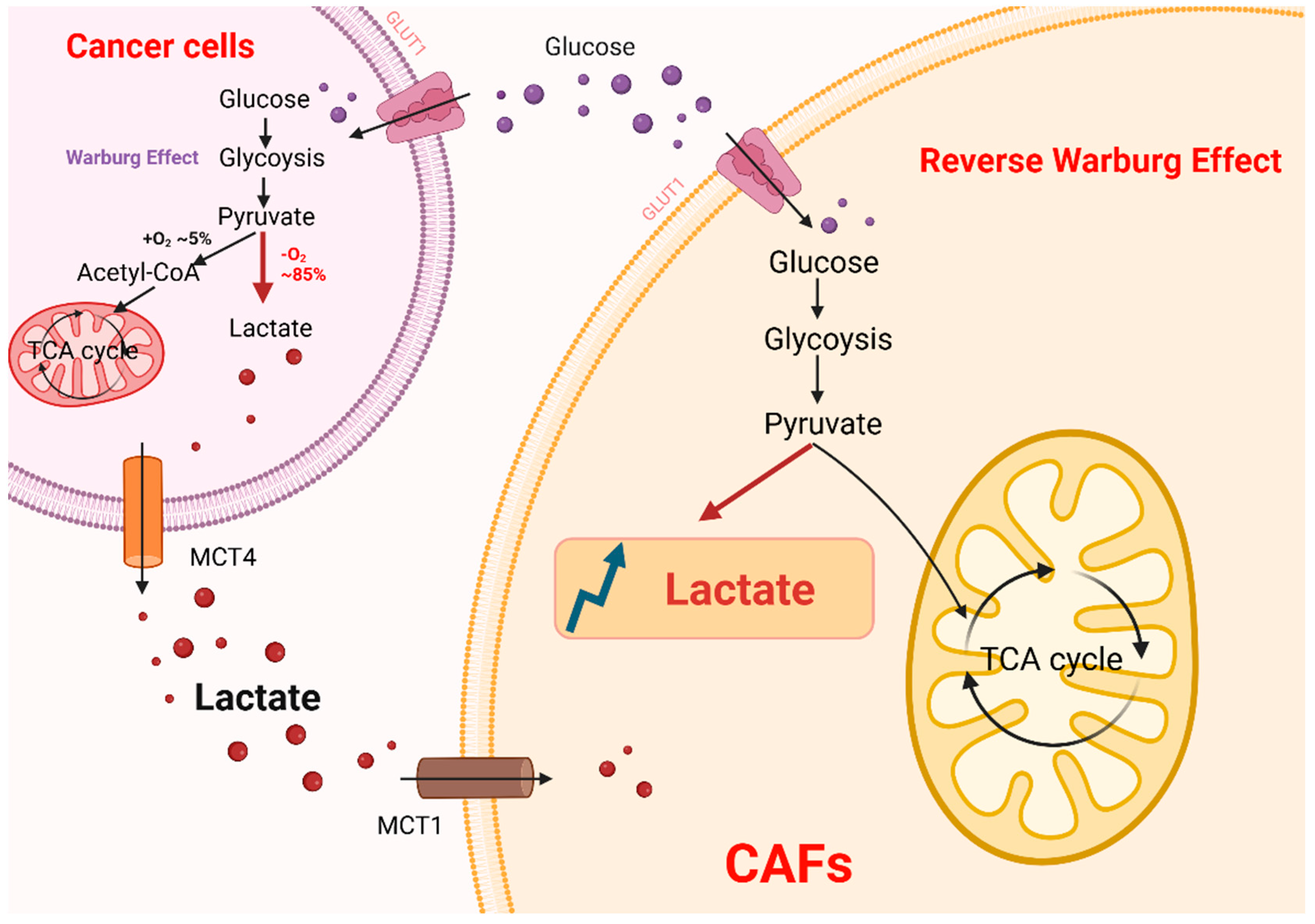 Lactate-Mediated Crosstalk Between Tumor Cells and Cancer-Associated ...