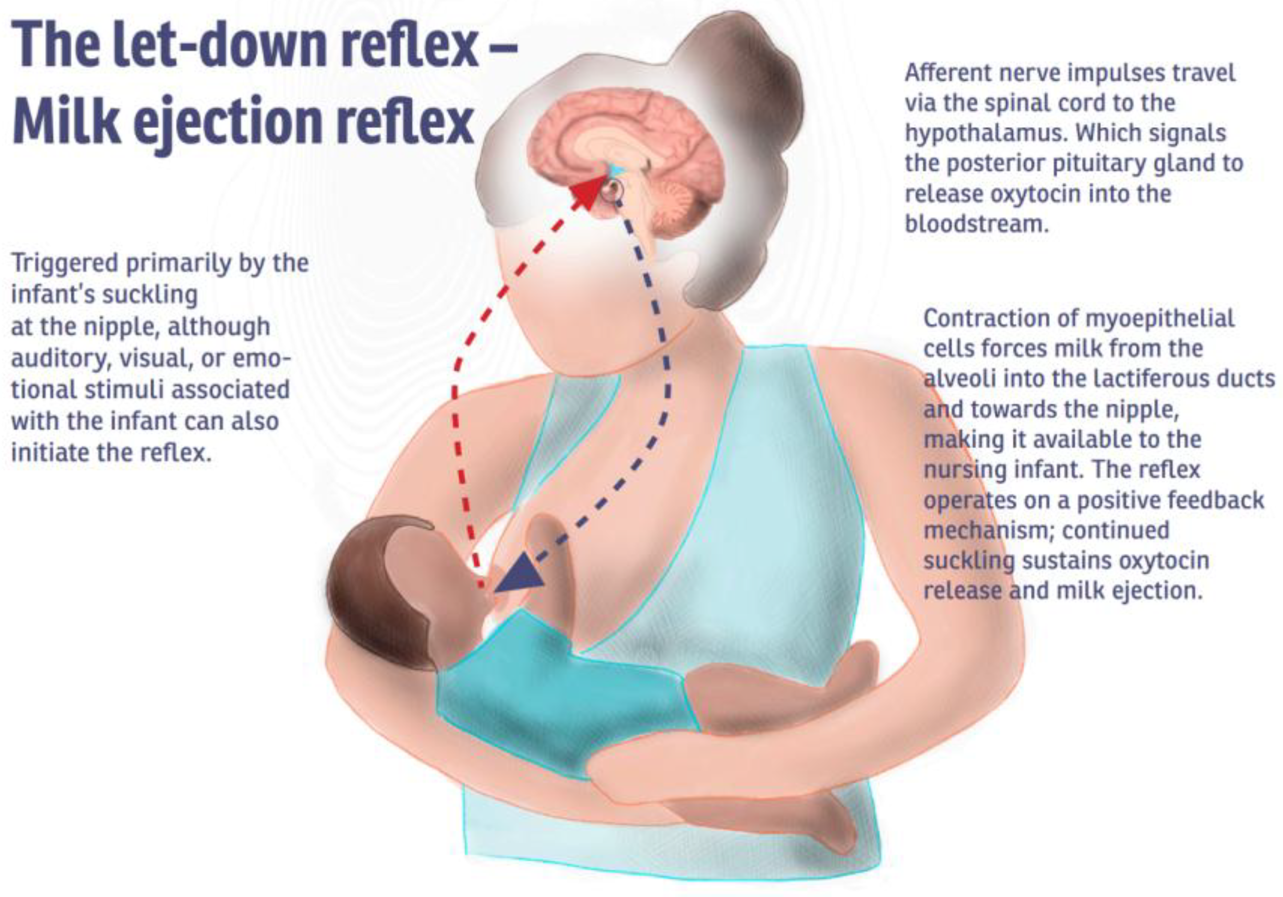 When Your Body Tells You to Not Breastfeed—The Connivance of Oxytocin ...