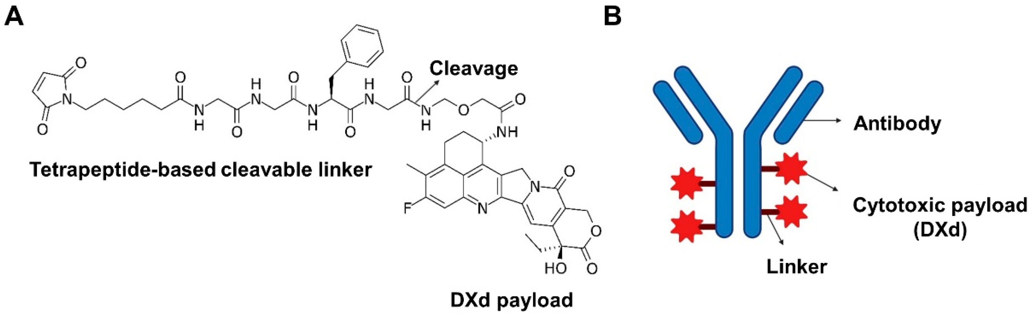 Antibody–Drug Conjugates Powered by Deruxtecan: Innovations and ...