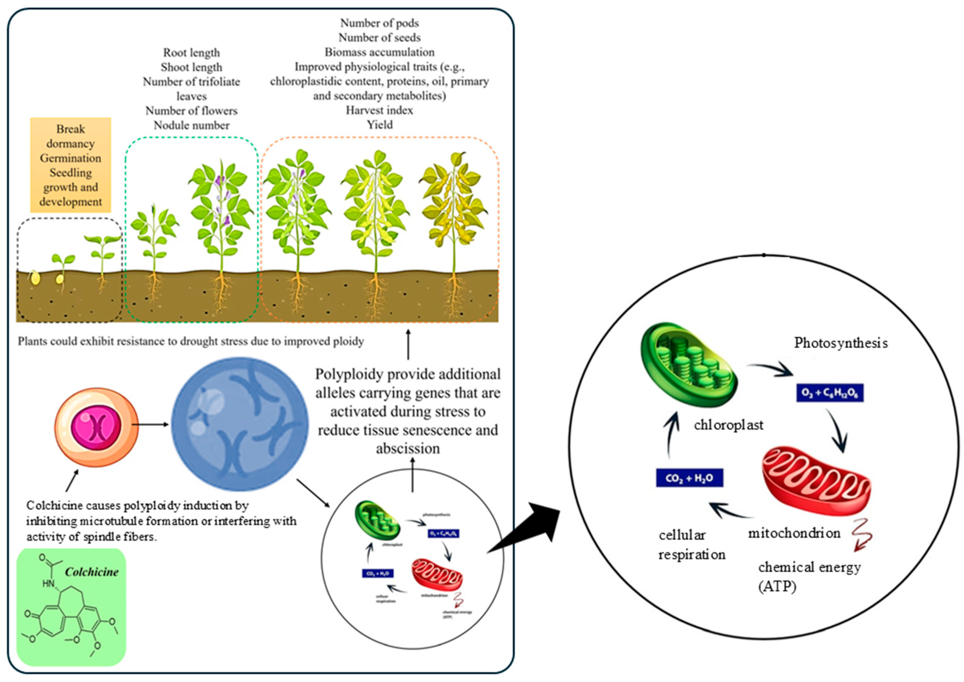 The Role of Colchicine in Plant Breeding | MDPI