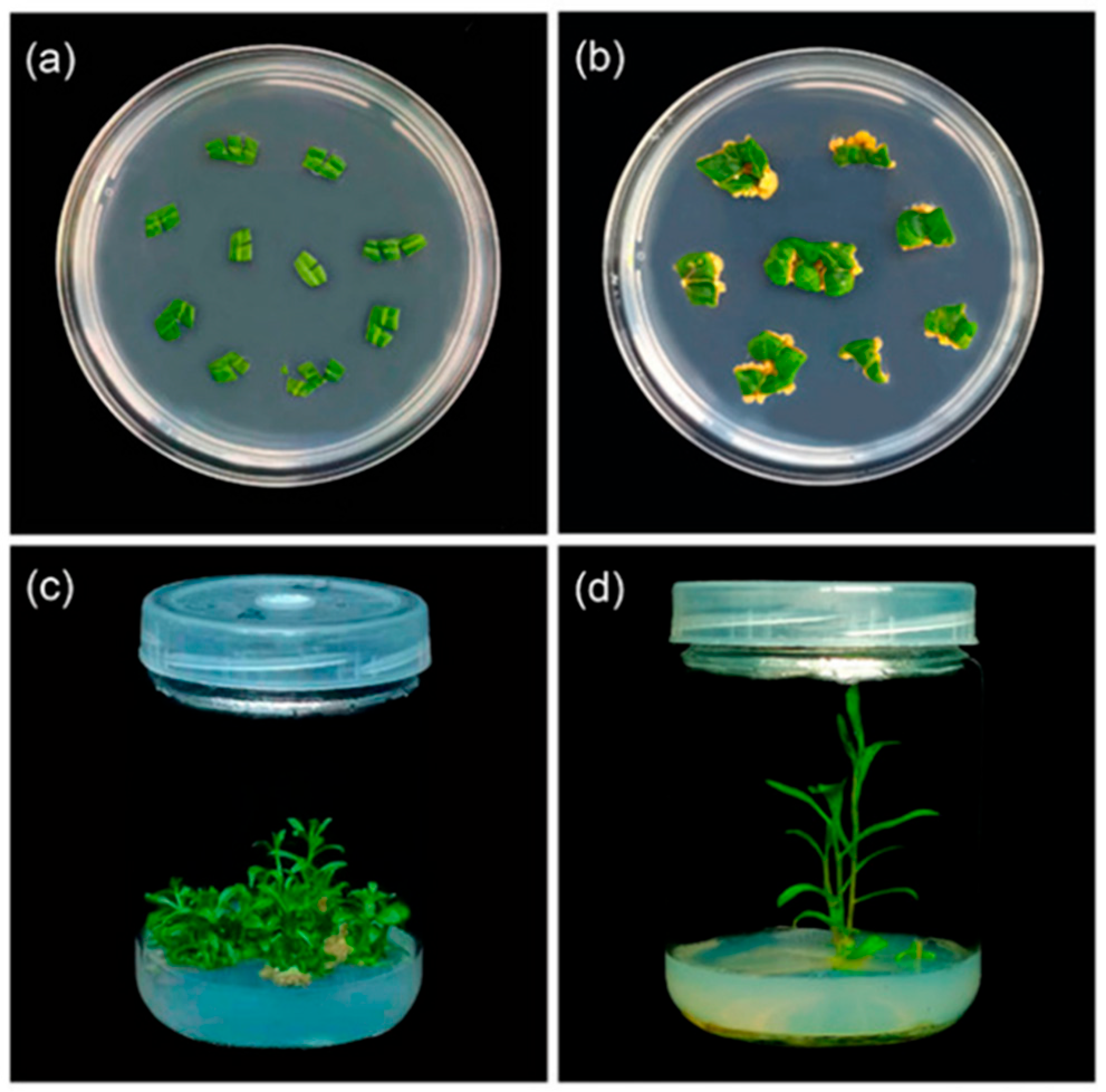 The Role of Colchicine in Plant Breeding | MDPI