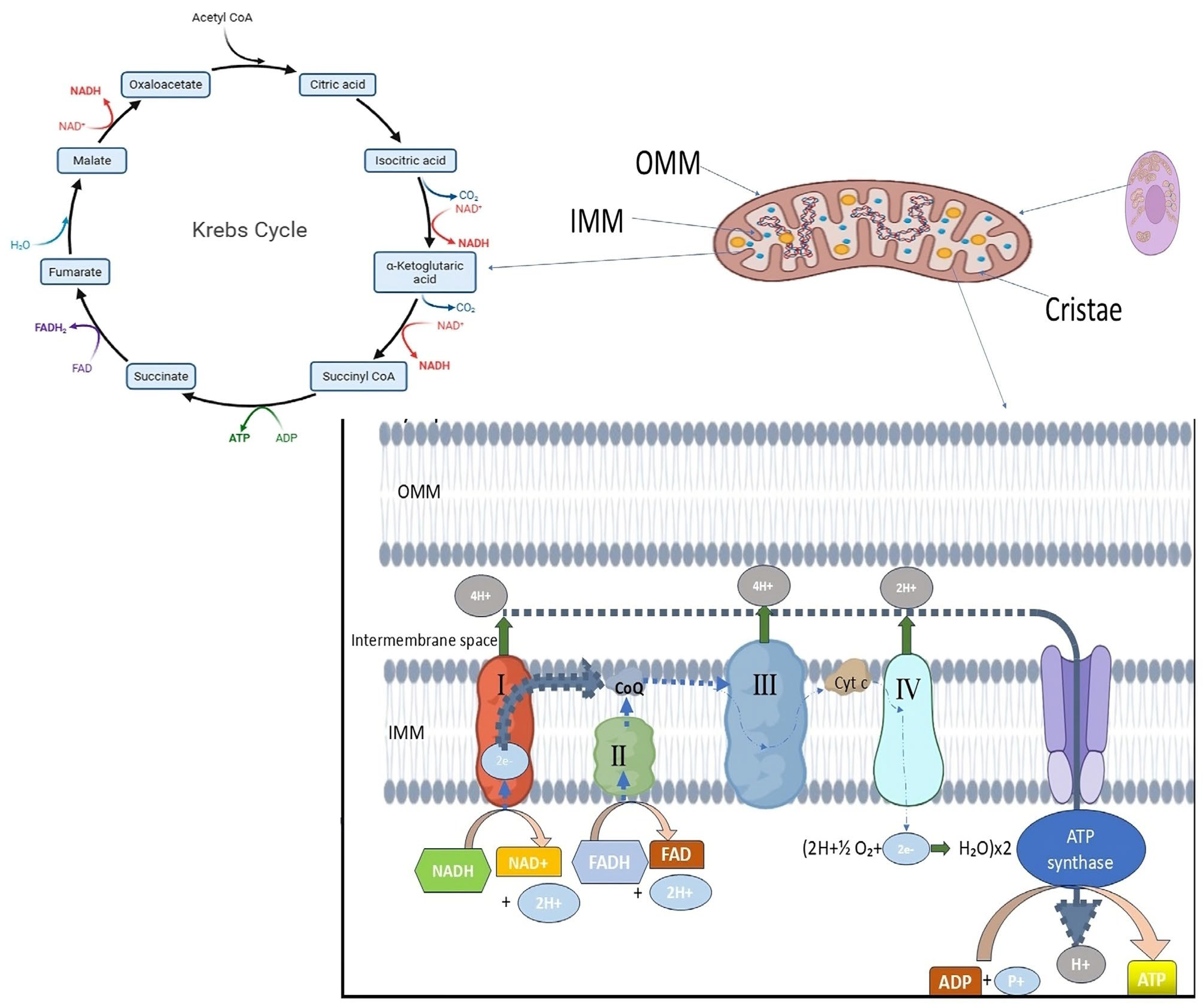 Dysregulation of Mitochondrial Function in Cancer Cells | MDPI