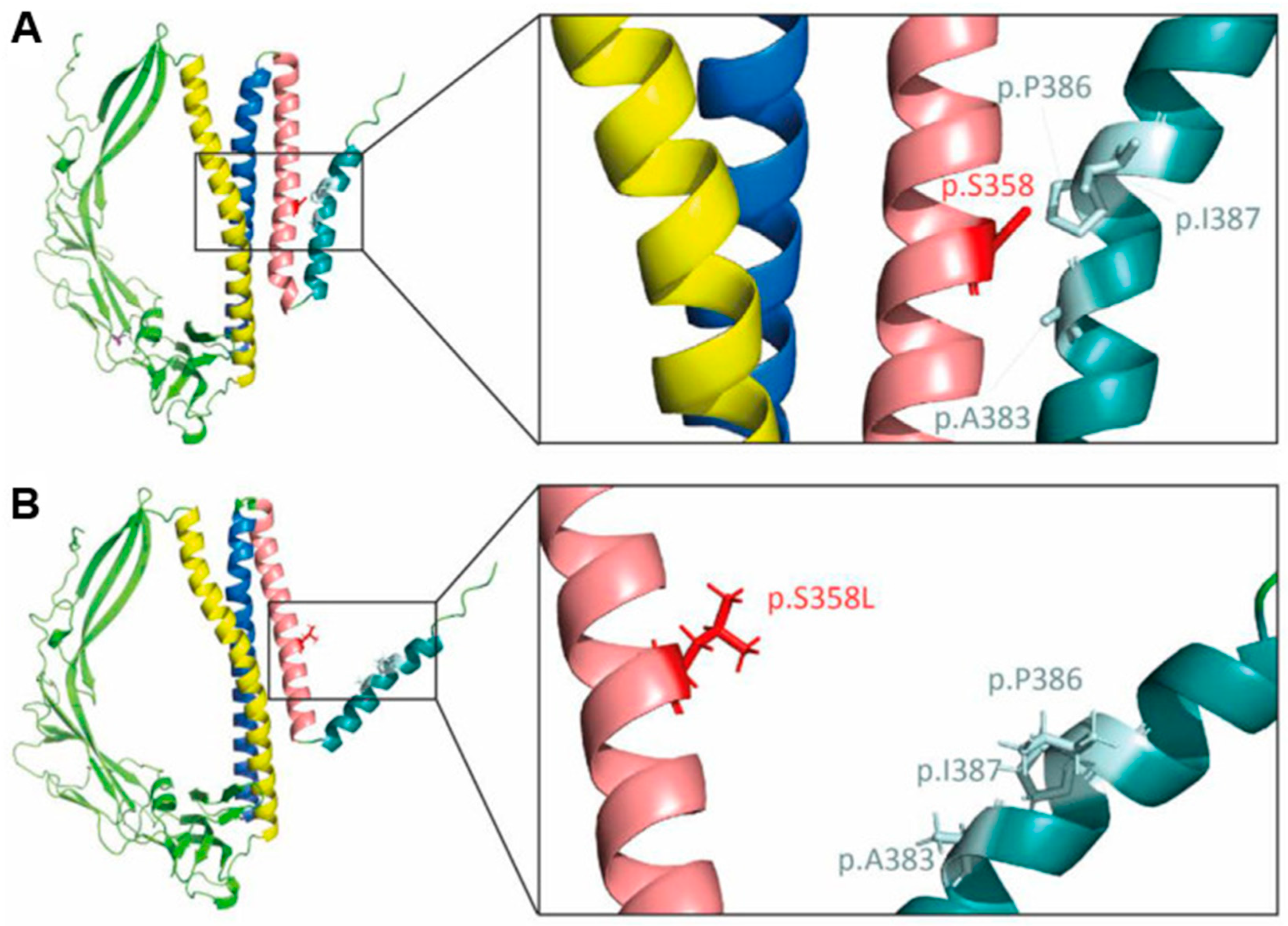 Transmembrane Protein 43: Molecular and Pathogenetic Implications in ...