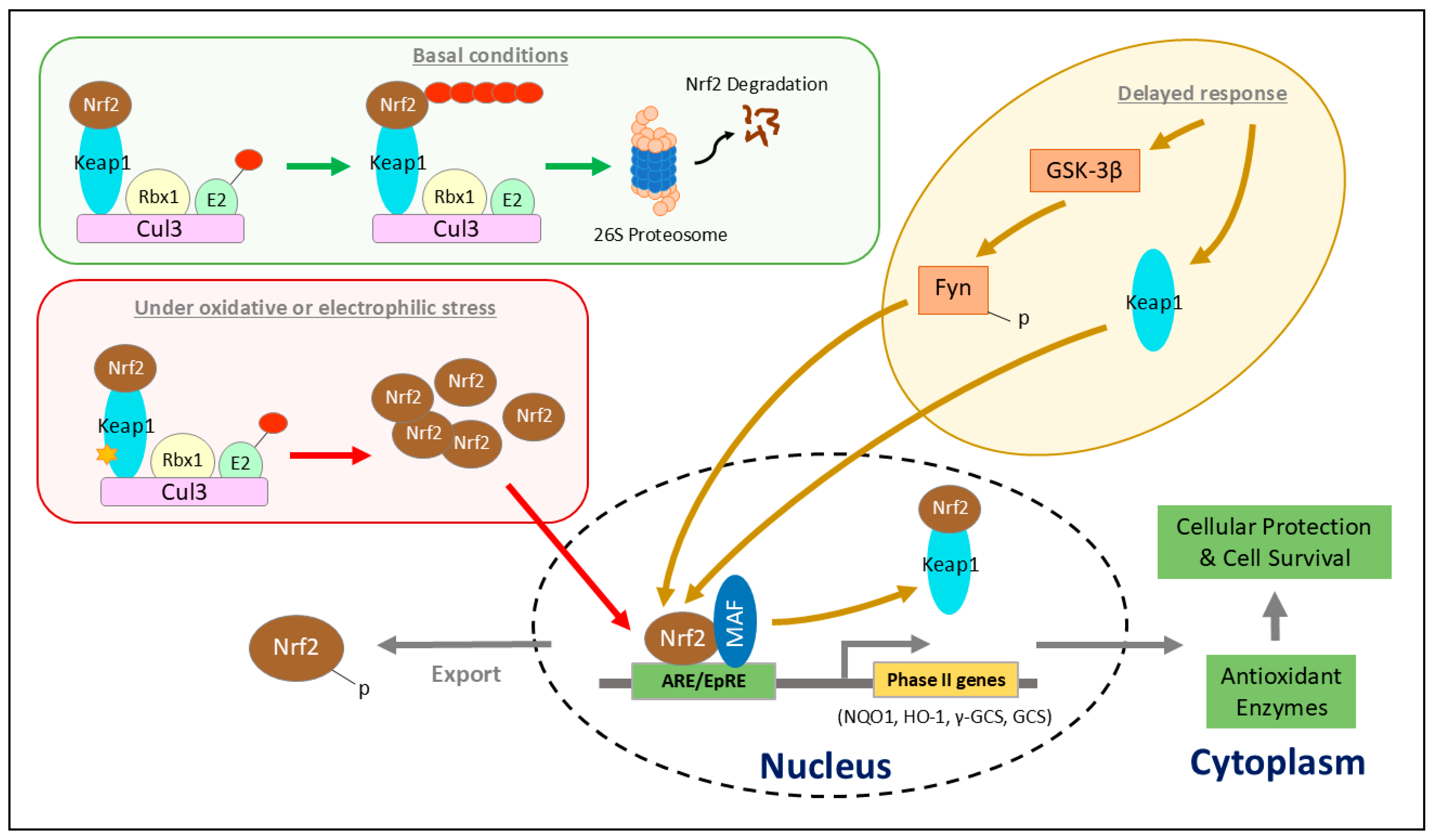 NRF2 Dysregulation and Therapeutic Insights Across Chronic Kidney ...