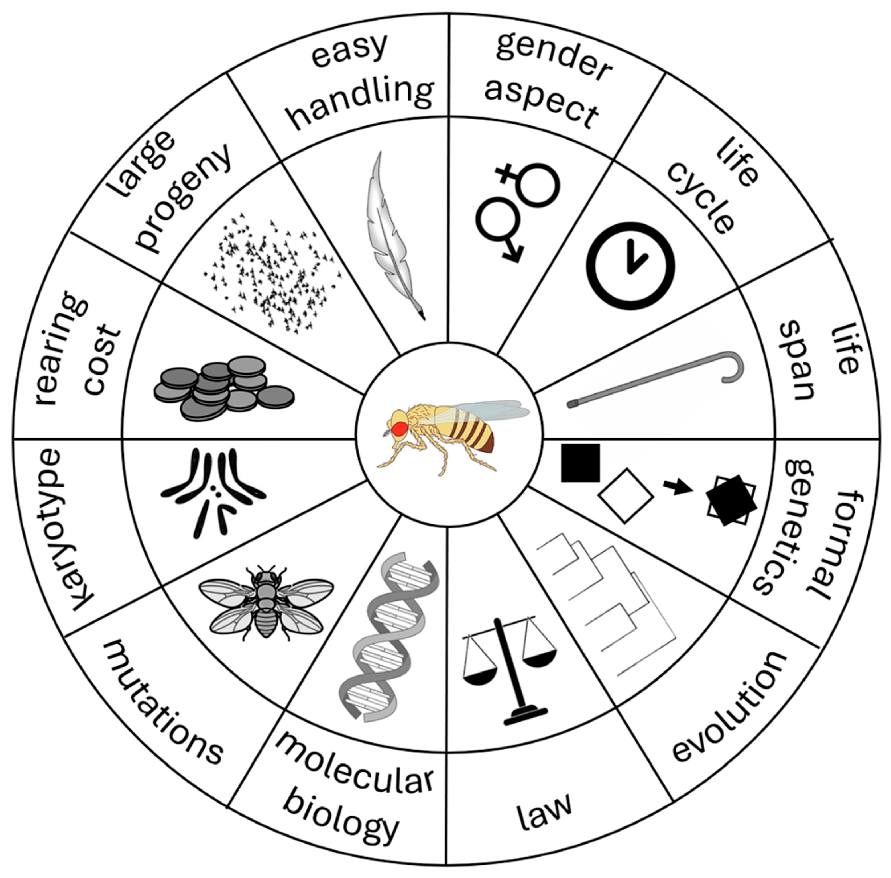 Drosophila melanogaster: How and Why It Became a Model Organism | MDPI
