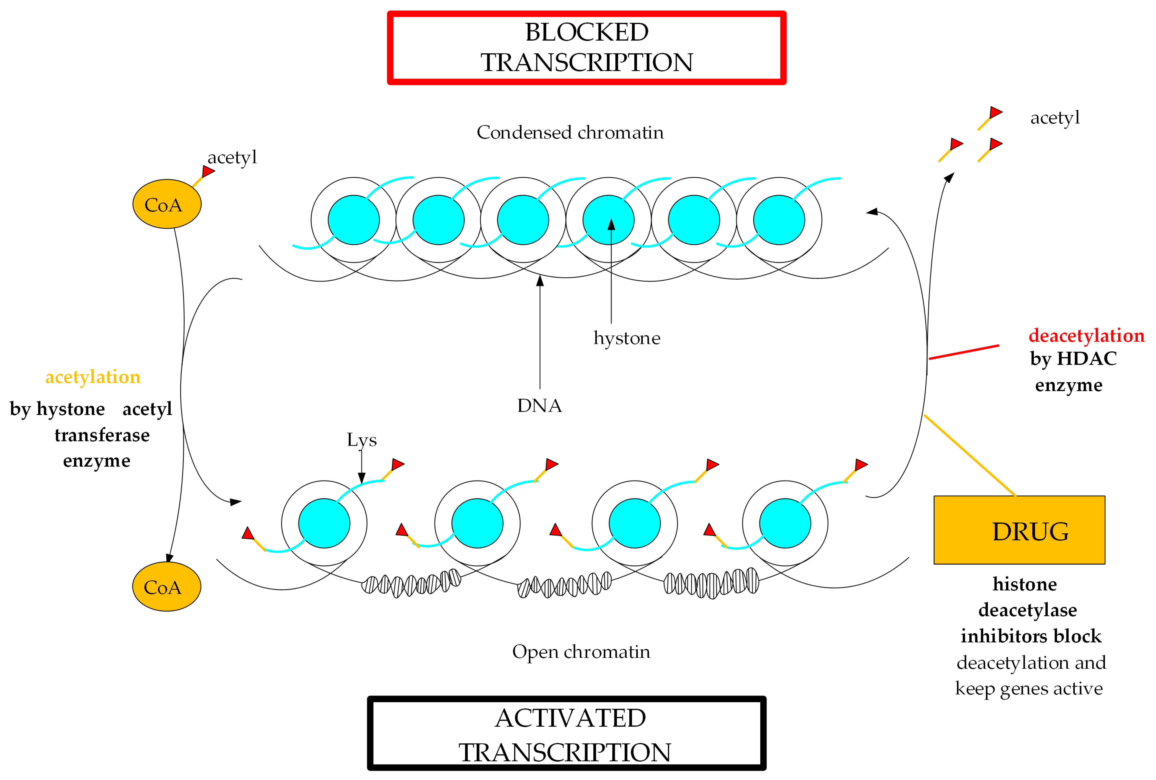 Recent Insights into the Creation of Histone Deacetylase Inhibitors for ...