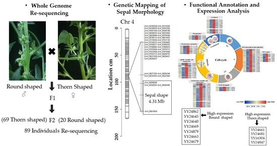 Genetic Mapping and Transcriptomic Analysis of Sepal-Derived Seed Shape ...