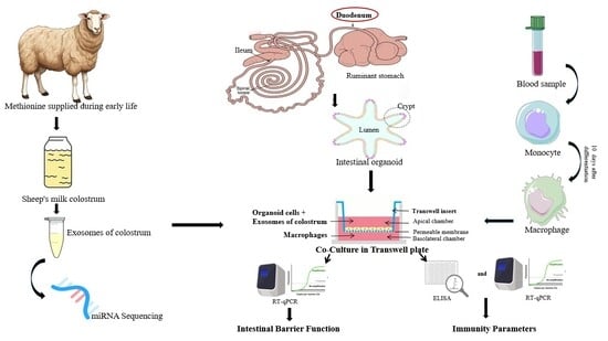 An Ovine Intestinal Organoid–Macrophage Co-Culture Model to Test the ...
