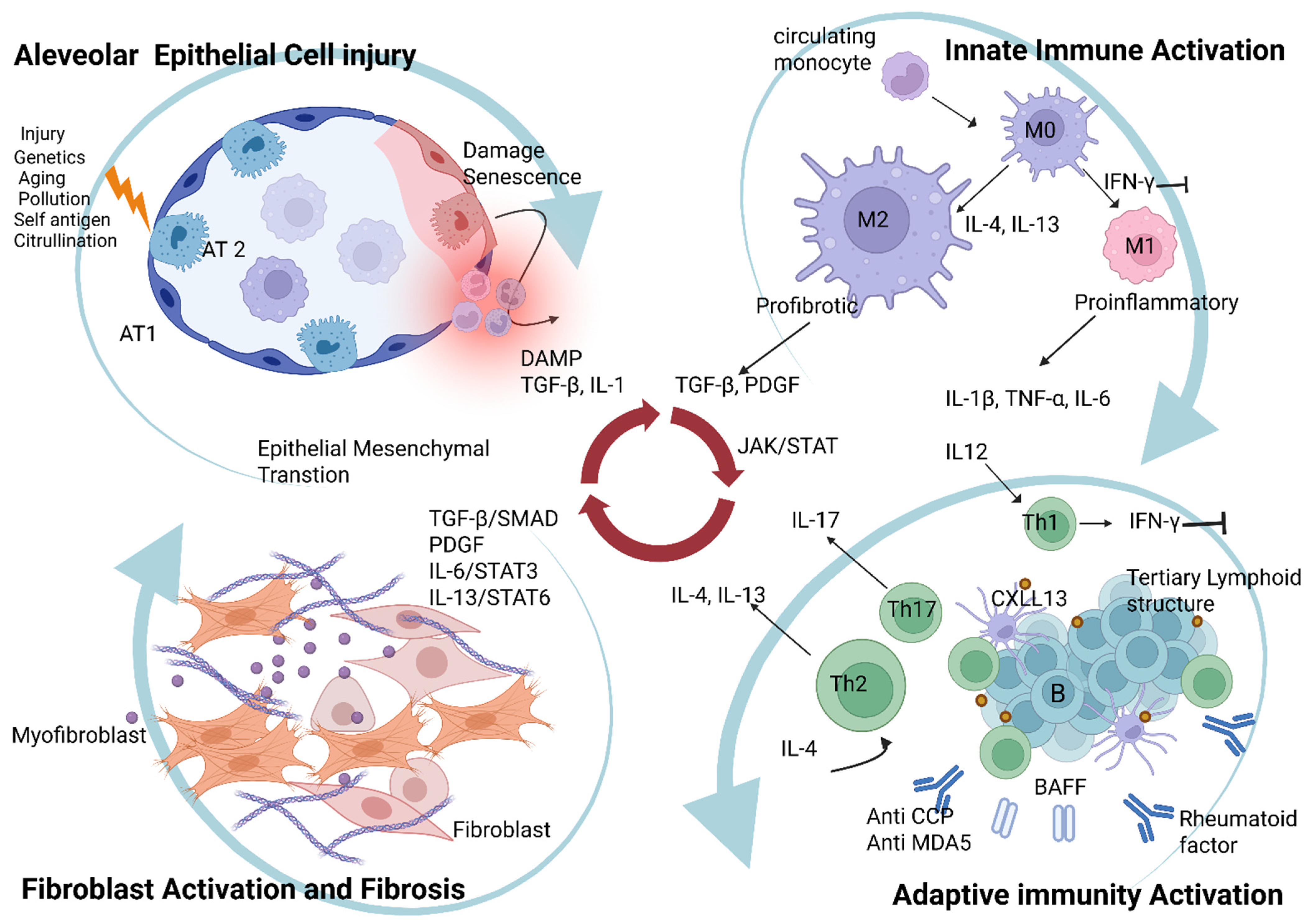 Immunopathogenic Mechanisms in Connective Tissue Disease-Associated ...