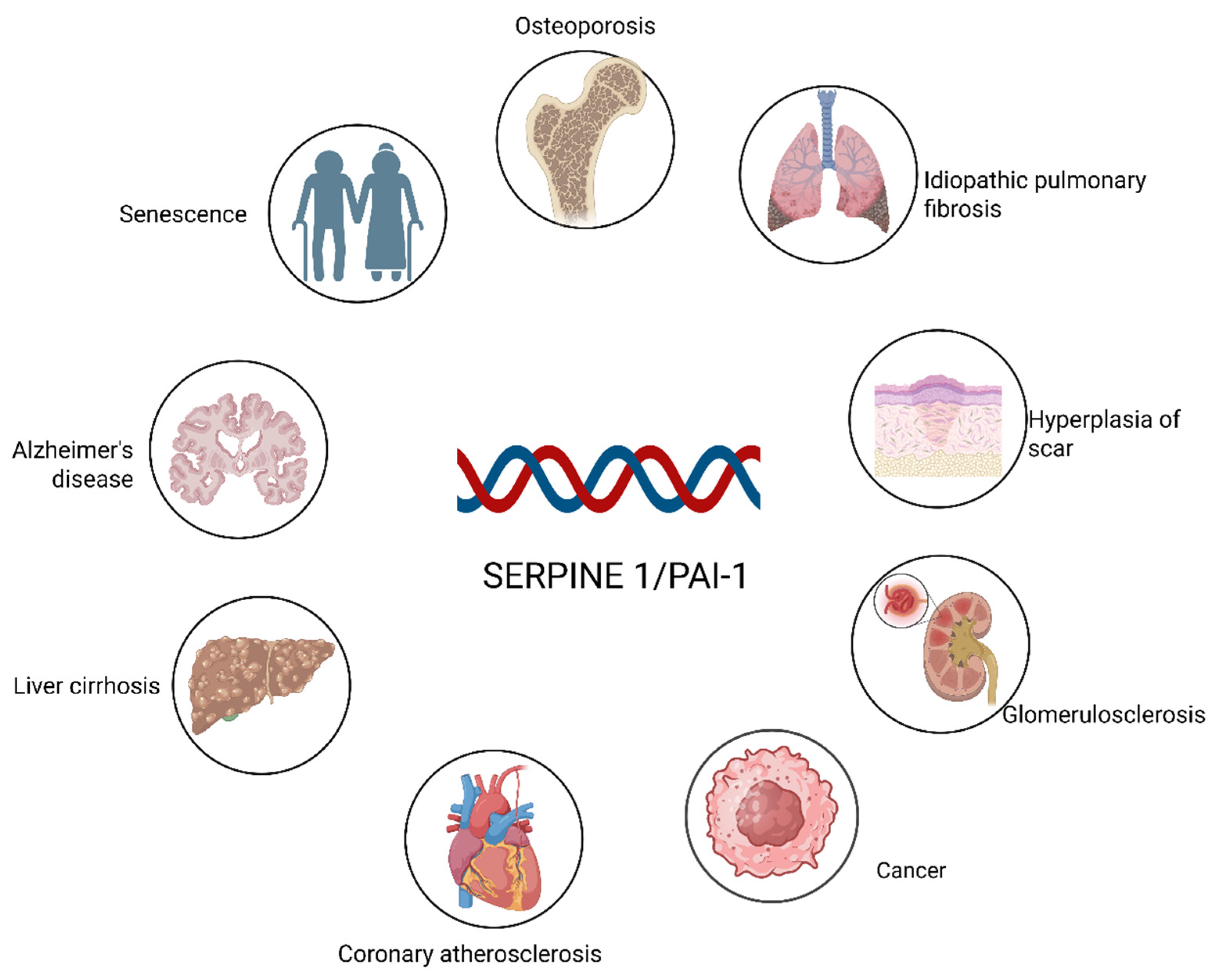 PAI-1: A Key Signal at the Crossroads of Stem Cell Differentiation and Senescence | MDPI
