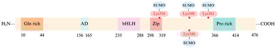 New Insights into TFEB SUMOylation and Its Role in Lipid Metabolism and ...