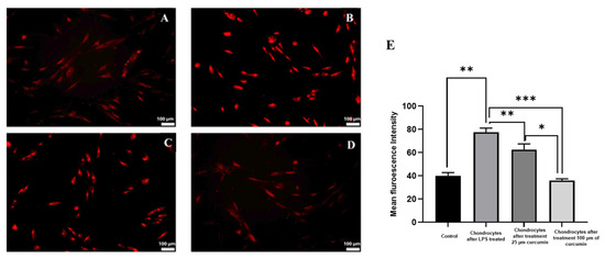 The Protective Role of Curcumin in Osteoarthritis: Establishing ...