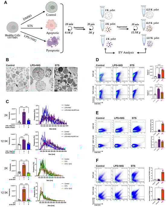 Characterization of Large Extracellular Vesicles Released by Apoptotic ...