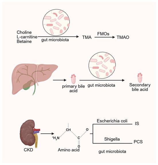 The Role and Mechanism of Gut Microbiota and Metabolites in Vascular ...