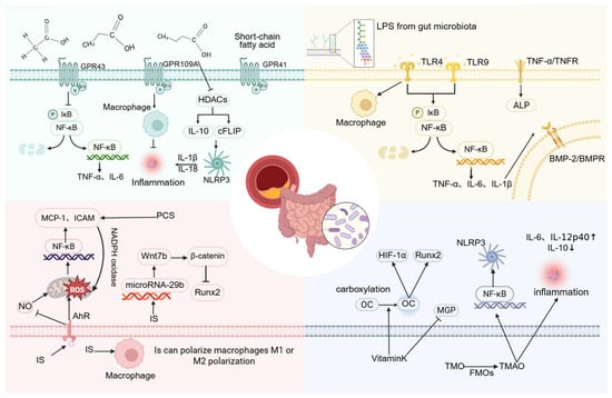 The Role and Mechanism of Gut Microbiota and Metabolites in Vascular ...