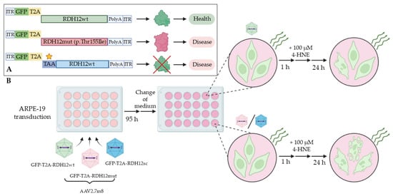 Functional In Vitro Assessment of rAAV-Delivered Retinol Dehydrogenase ...