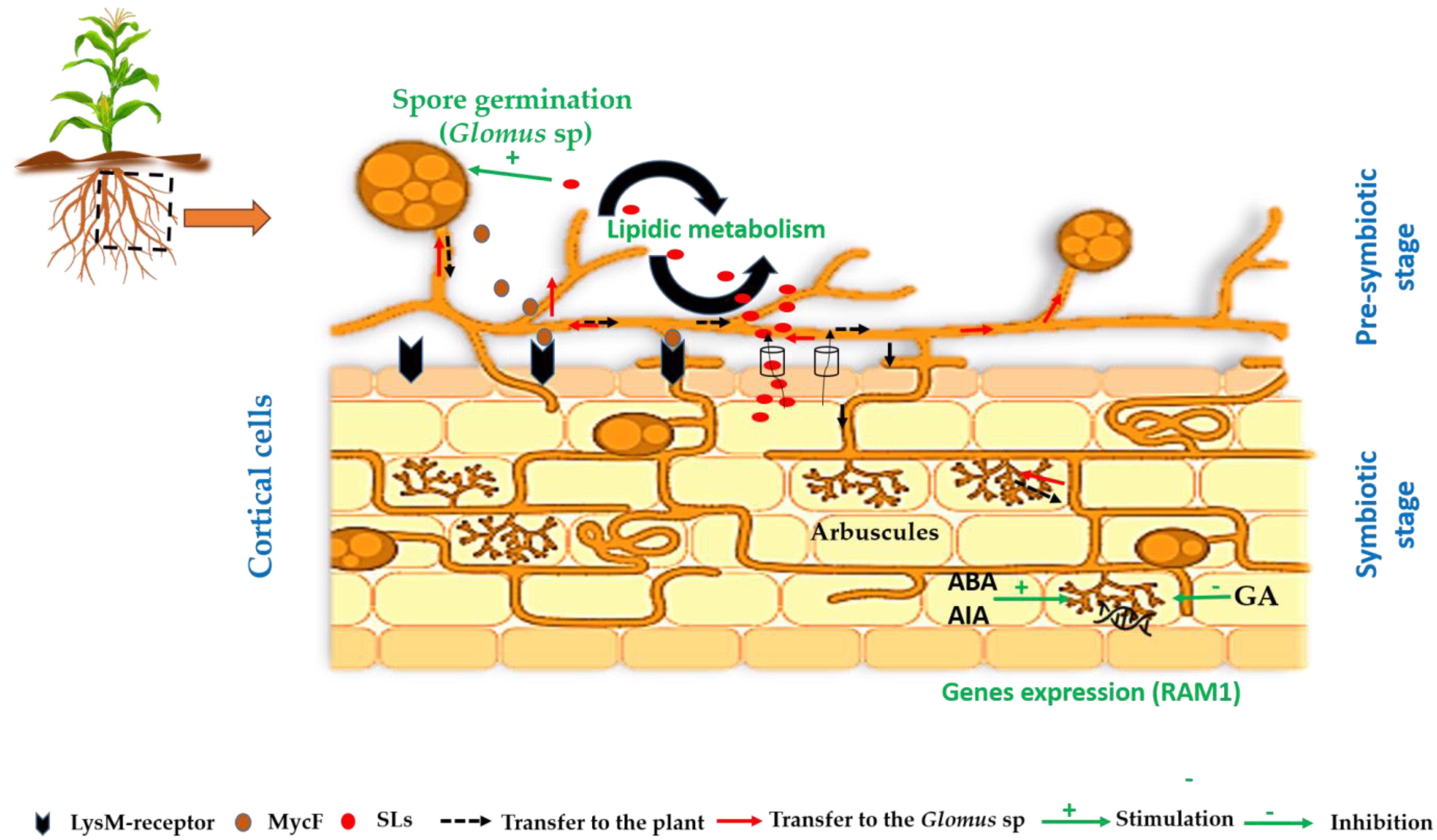 The Importance of the Glomus Genus as a Potential Candidate for ...