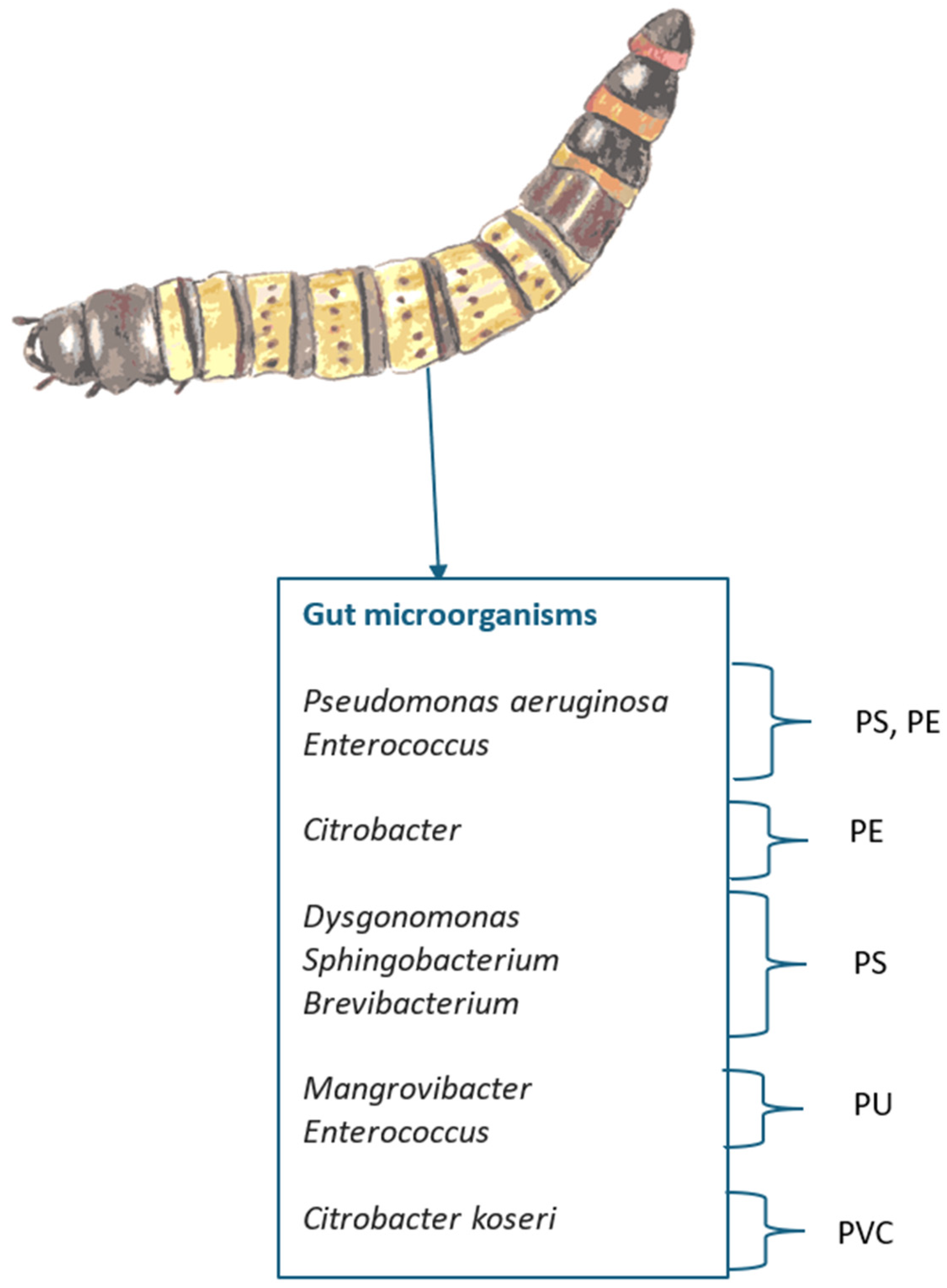 Using Insect Larvae and Their Microbiota for Plastic Degradation | MDPI