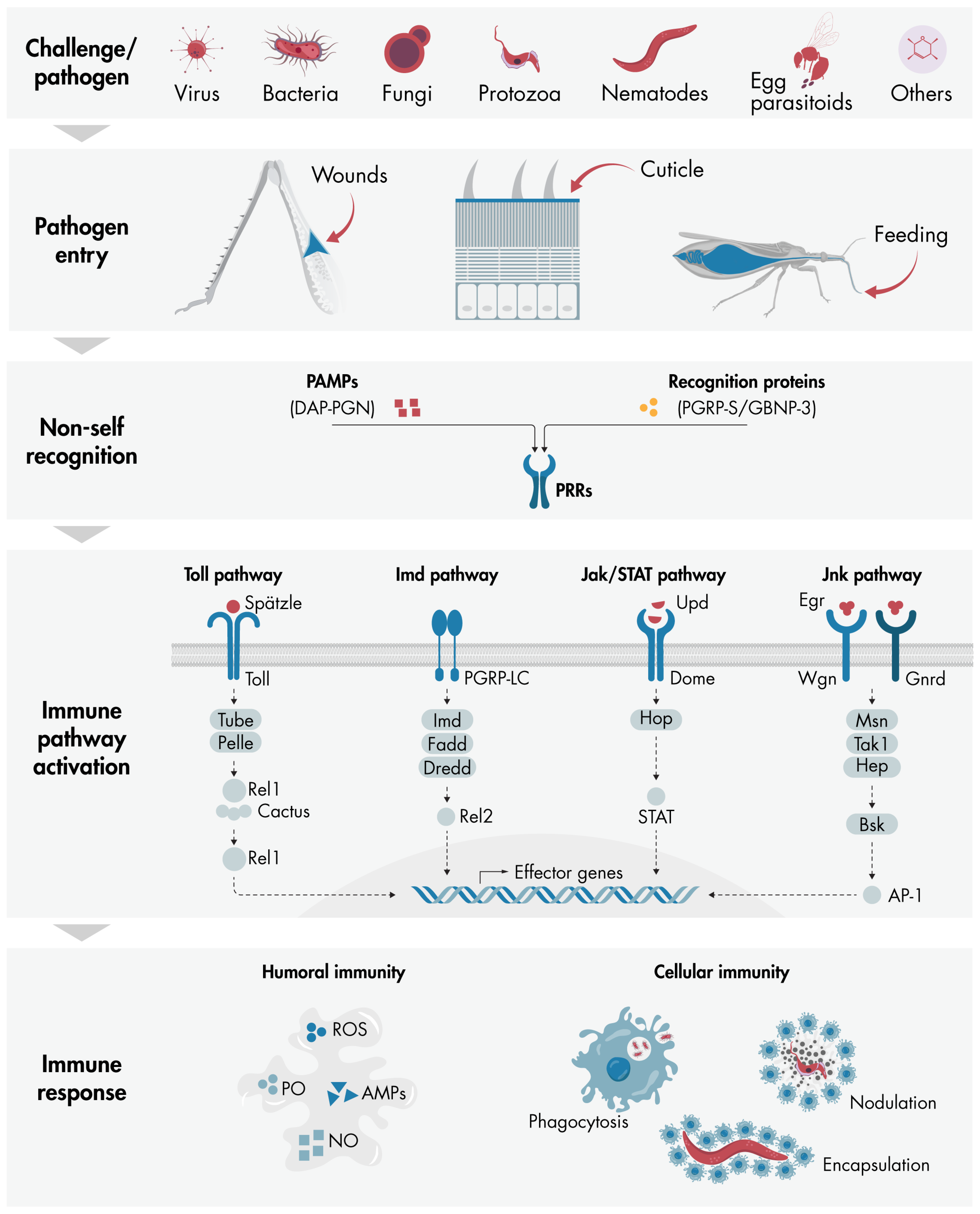 How Insects Balance Reproductive Output and Immune Investment | MDPI
