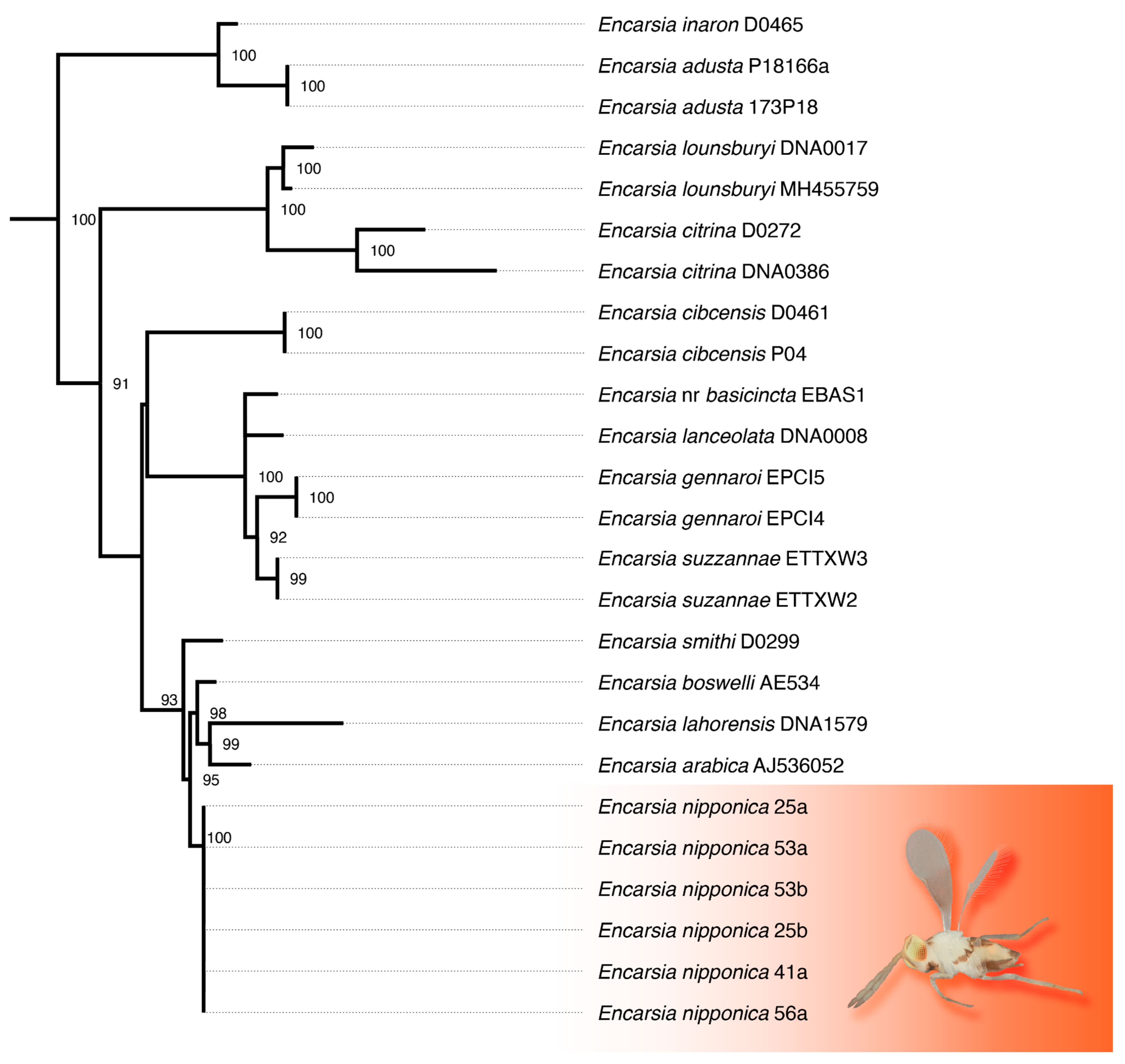A European Début: The Asian Parasitoid Encarsia nipponica Targets the ...