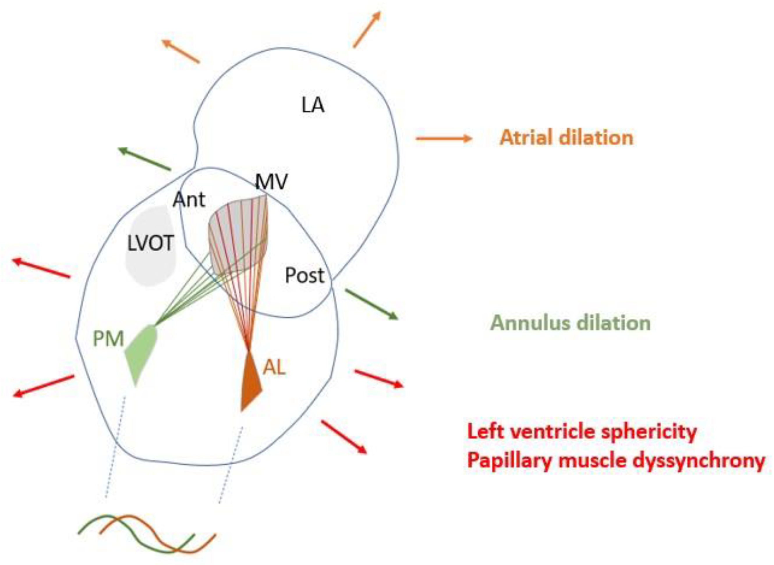 Papillary Muscles of the Left Ventricle: Integrating Electrical and ...