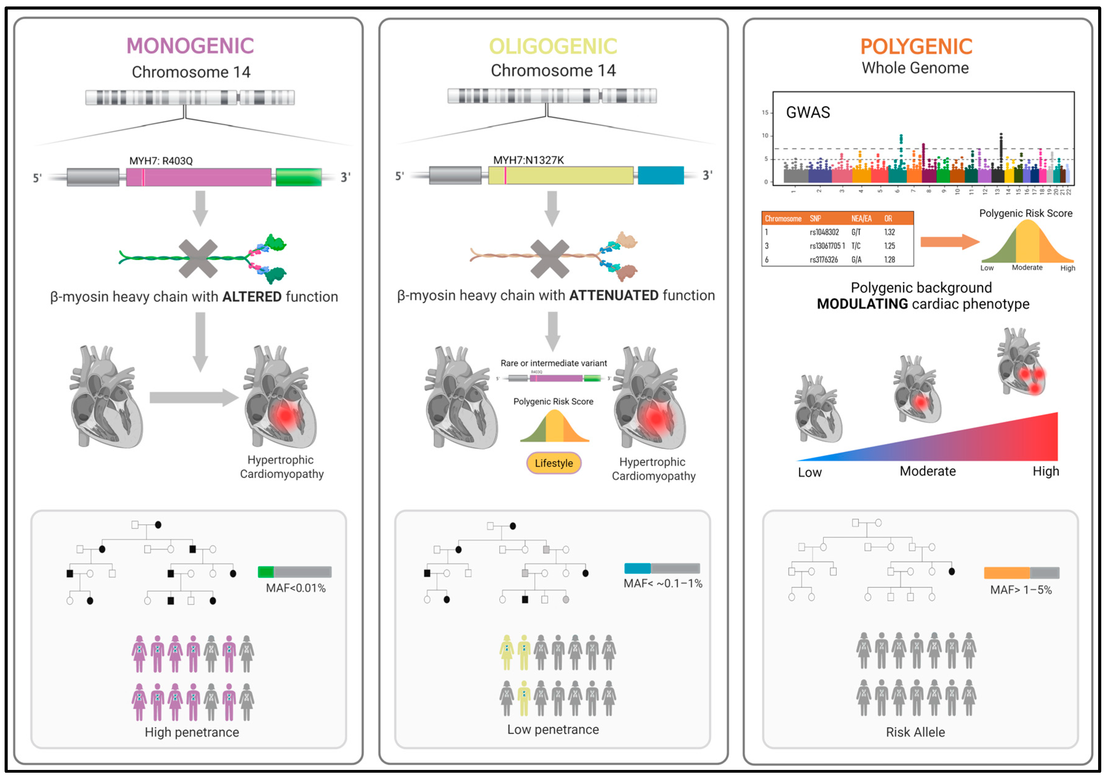 From Rare Genetic Variants to Polygenic Risk: Understanding the Genetic ...