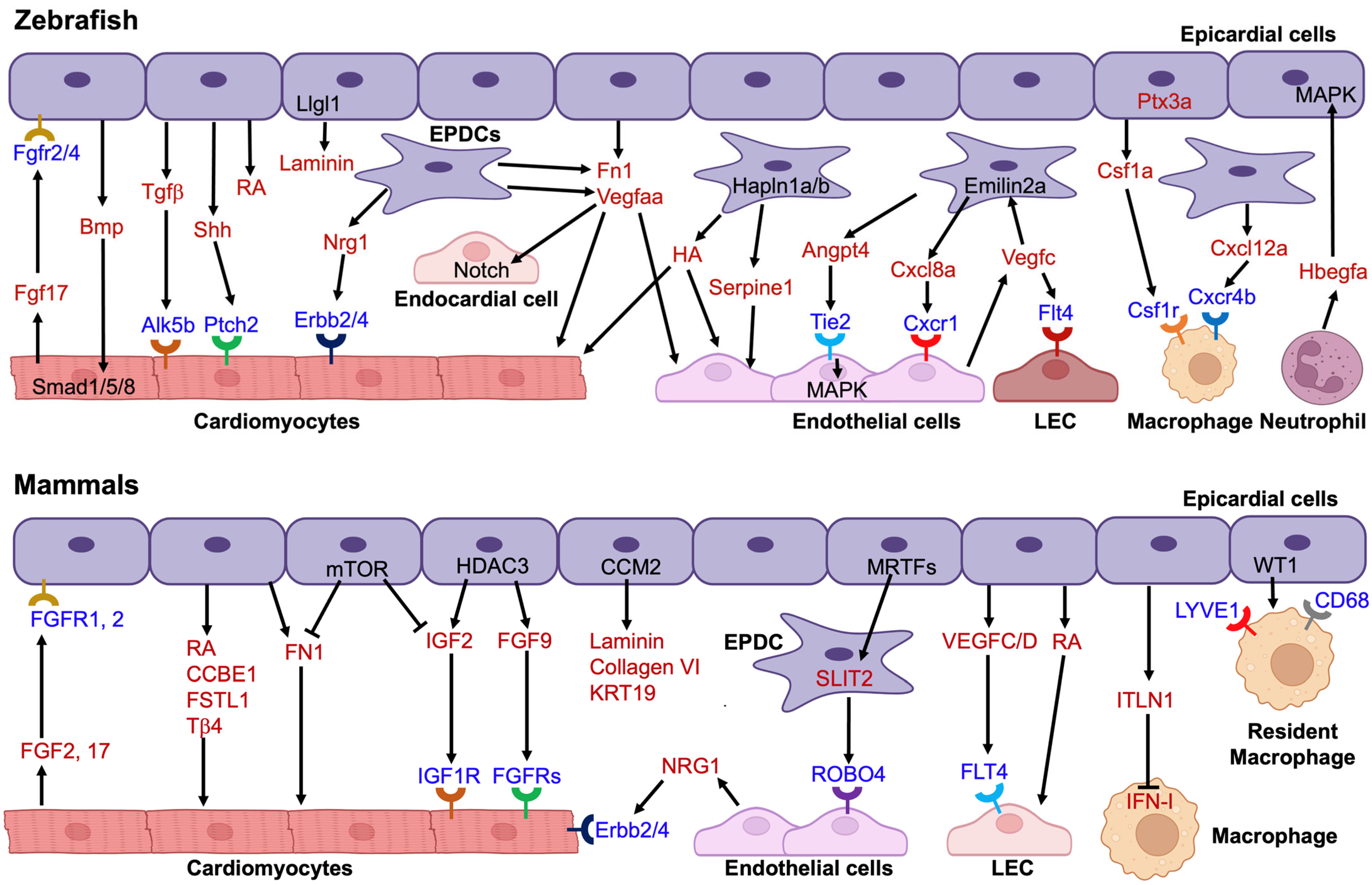 Advances in Epicardial Biology: Insights from Development, Regeneration ...