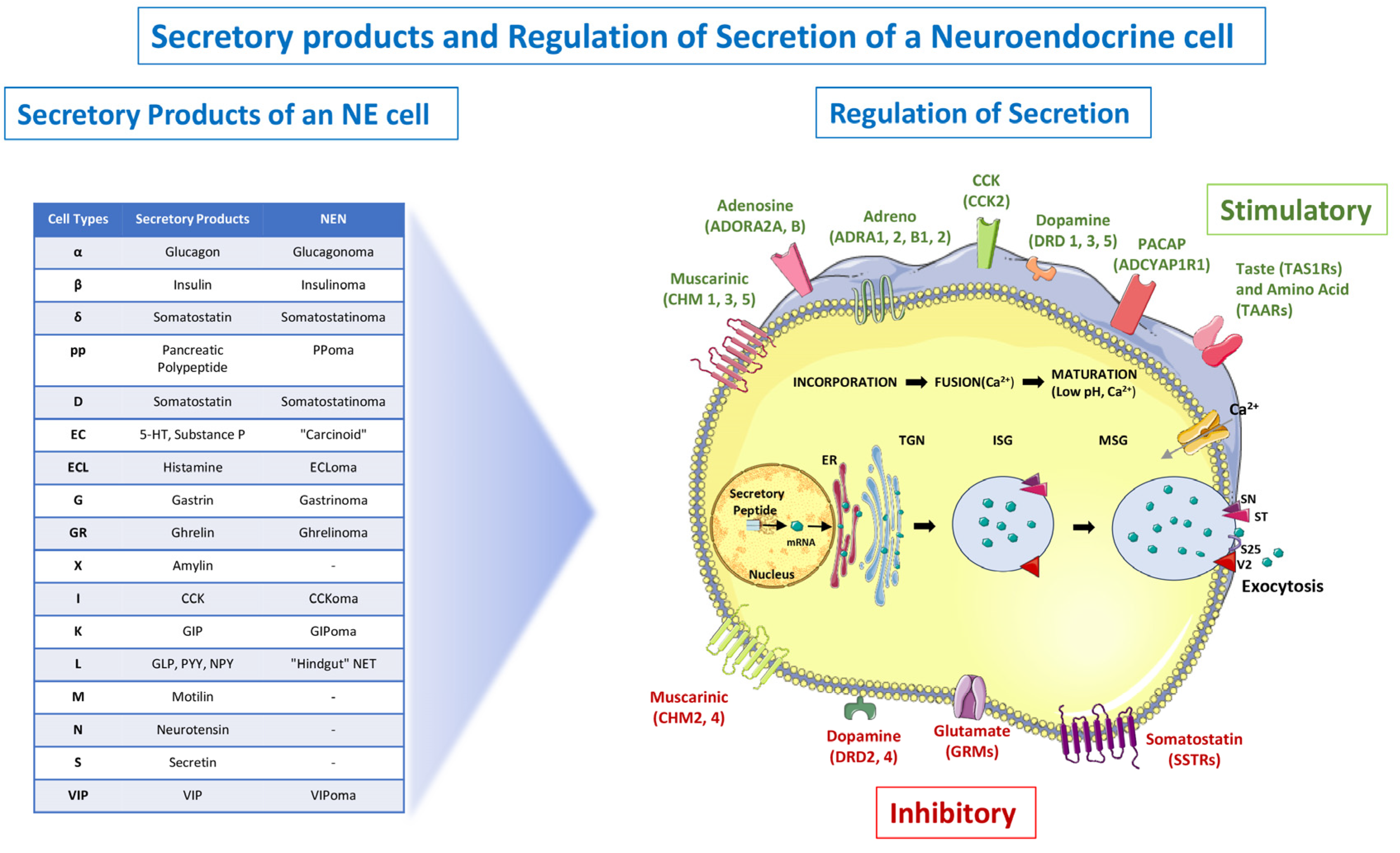 A Comprehensive Review on Neuroendocrine Neoplasms: Presentation ...