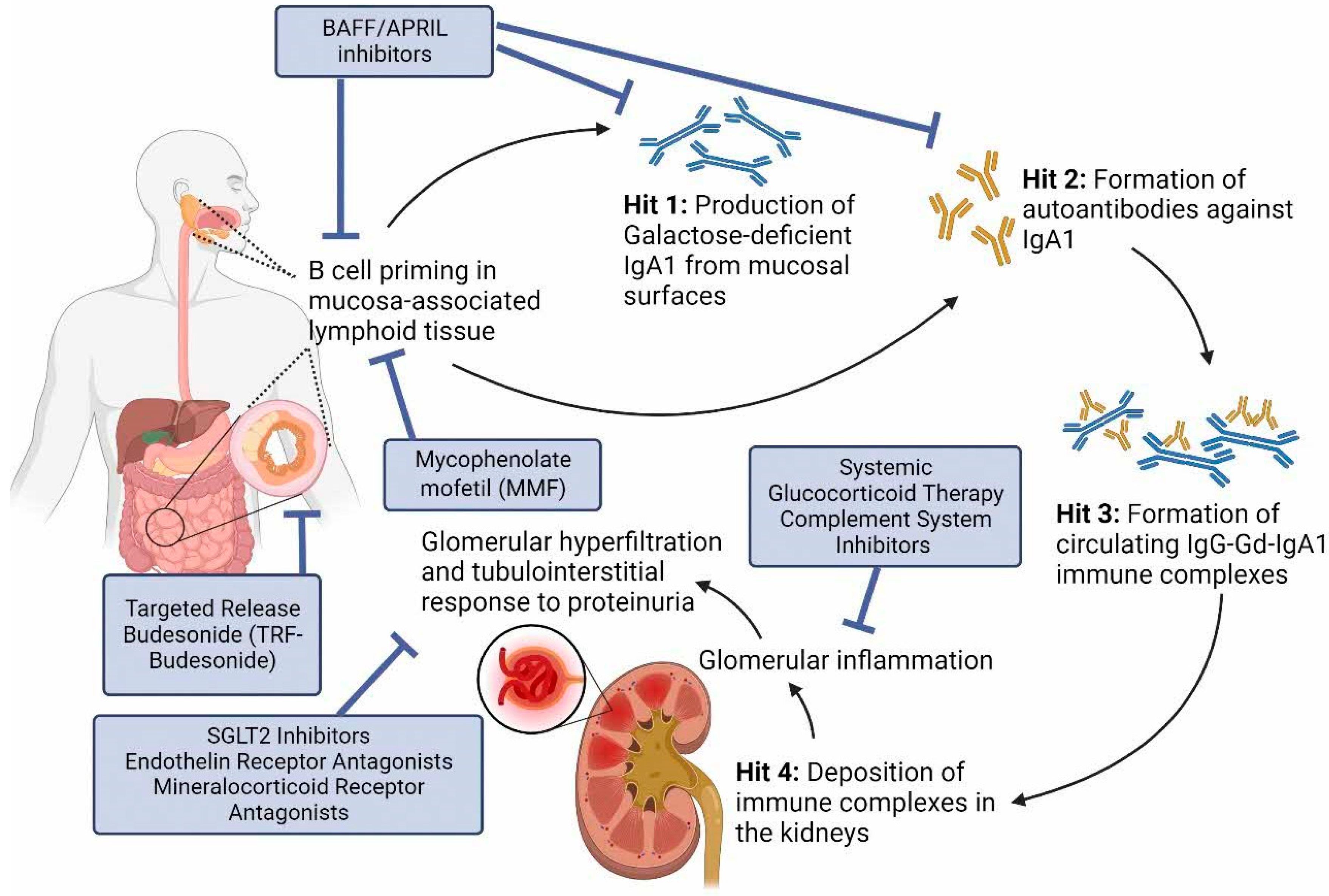 An Update on Current Therapeutic Options in IgA Nephropathy | MDPI