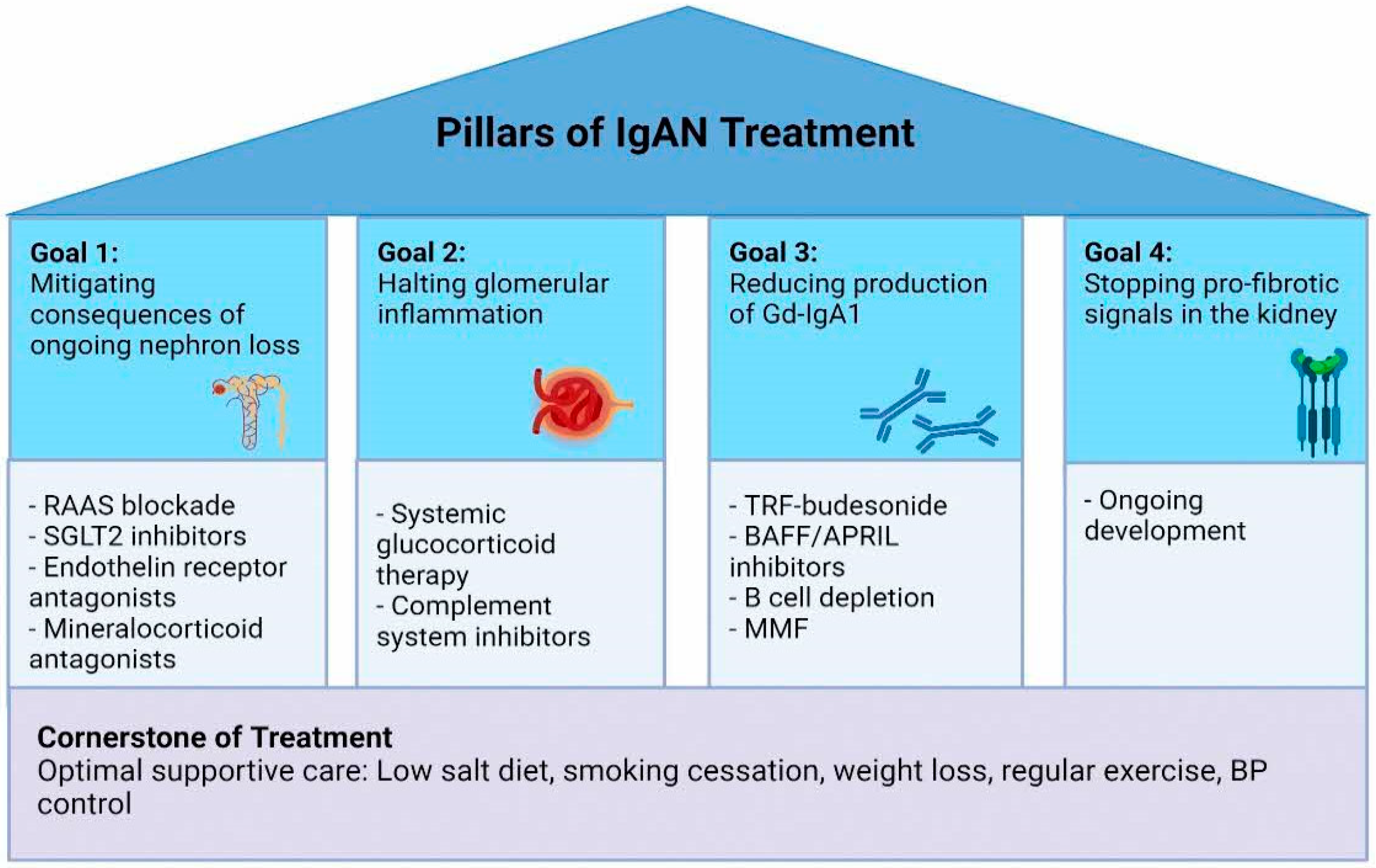 An Update on Current Therapeutic Options in IgA Nephropathy | MDPI