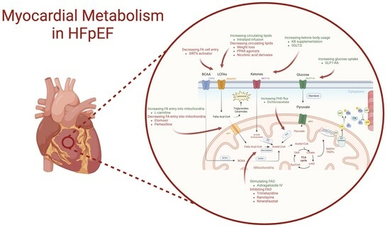 Myocardial Metabolism in Heart Failure with Preserved Ejection Fraction ...