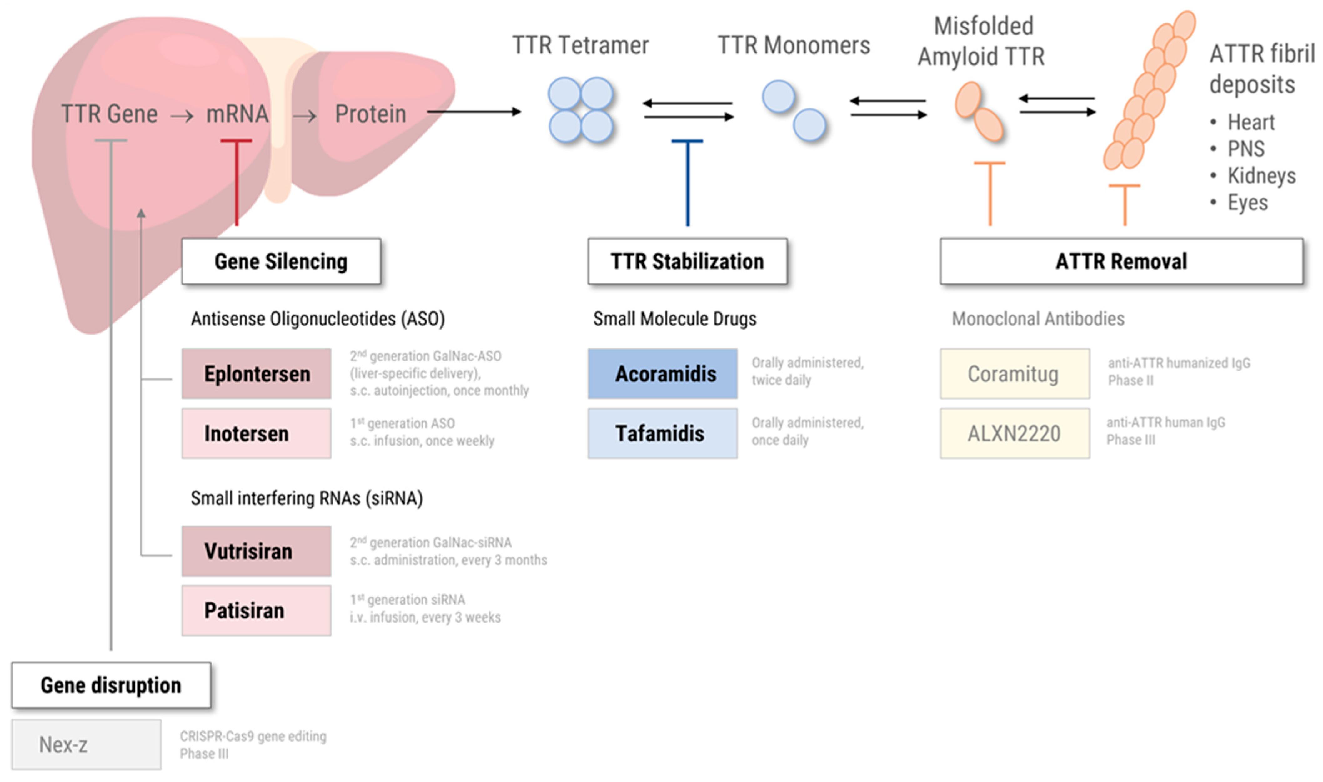 Transthyretin Amyloid Cardiomyopathy—2025 Update: Current Diagnostic ...