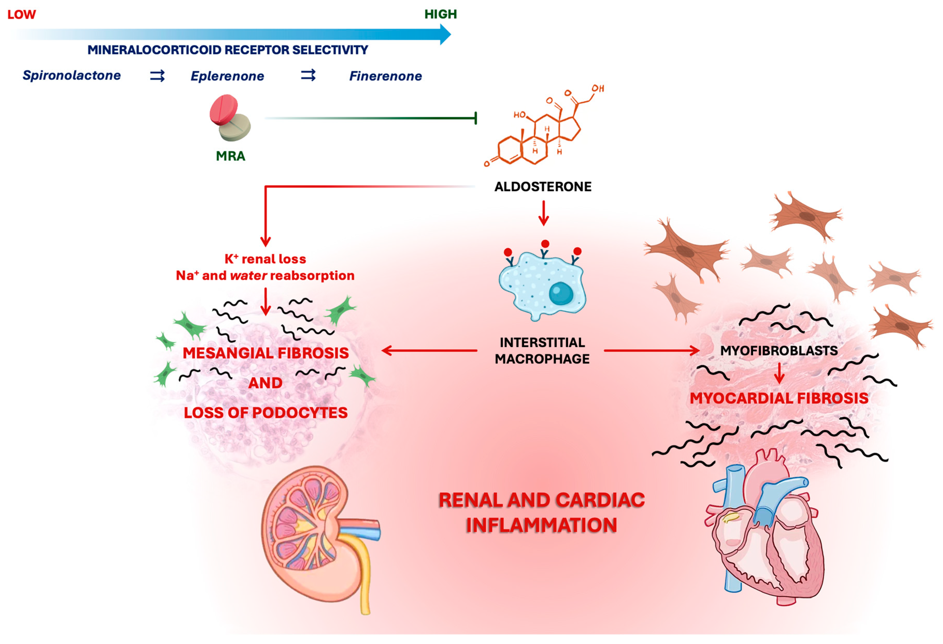 Finerenone: Extending MRAs Prognostic Benefit to the Recently ...