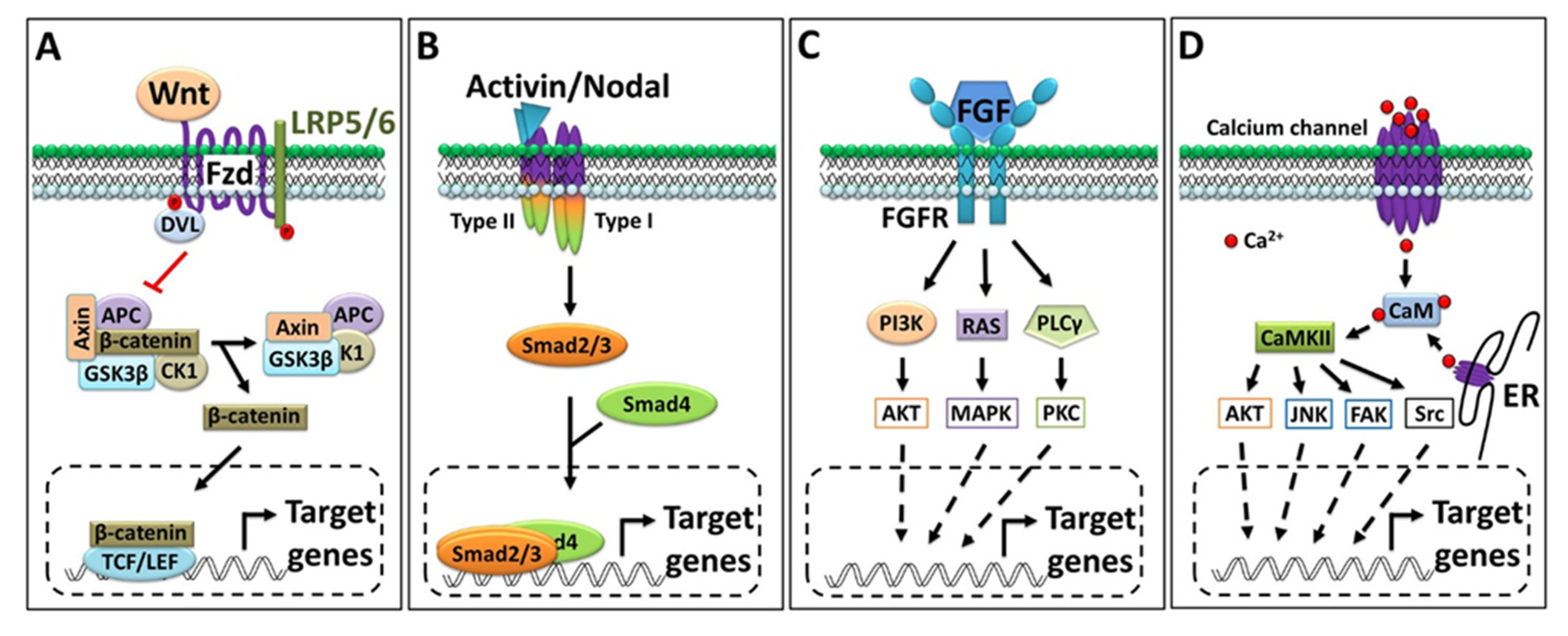 The Organizer and Its Signaling in Embryonic Development | MDPI