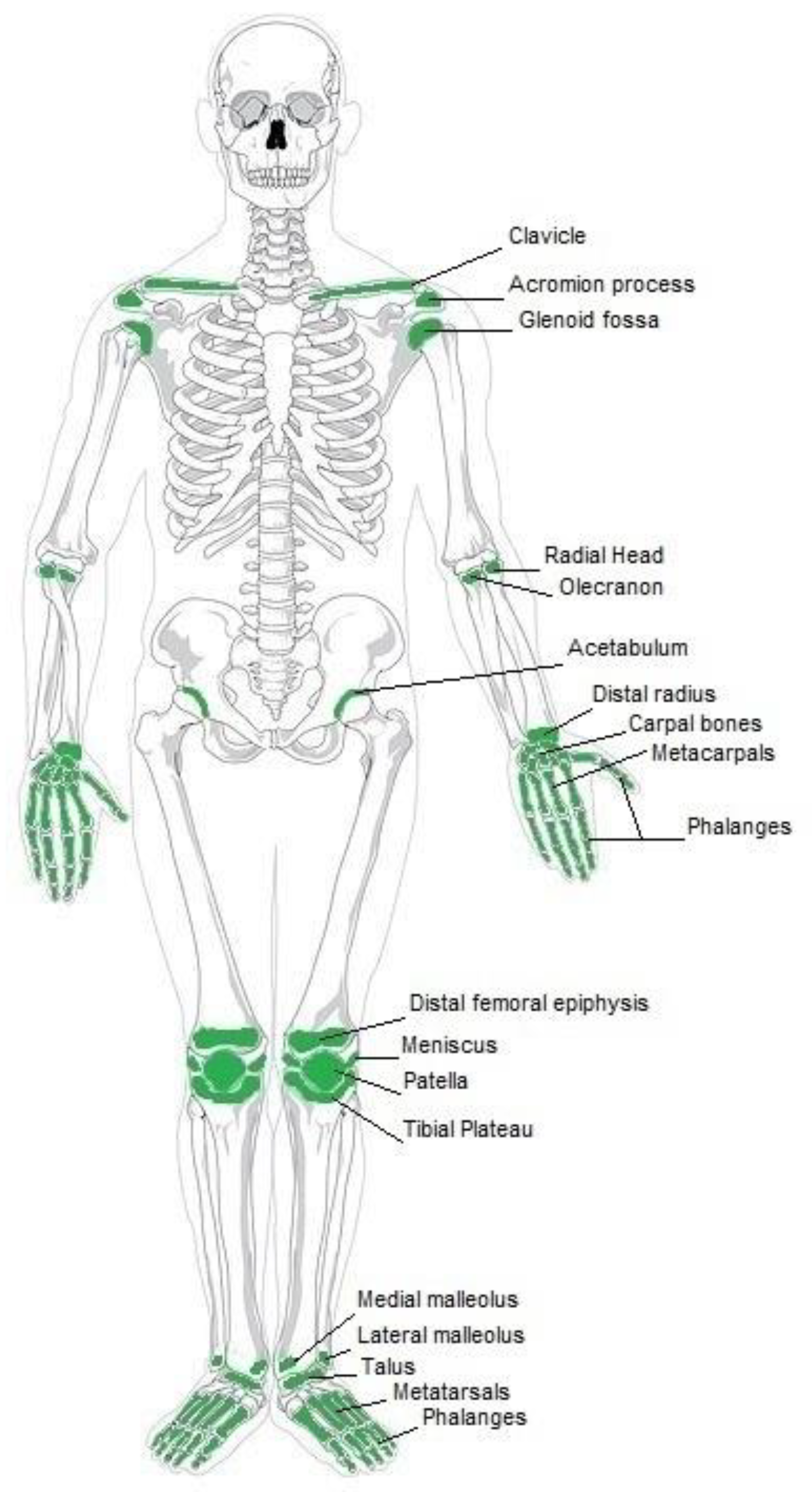 Biodegradable Materials for Tissue Engineering: Development ...