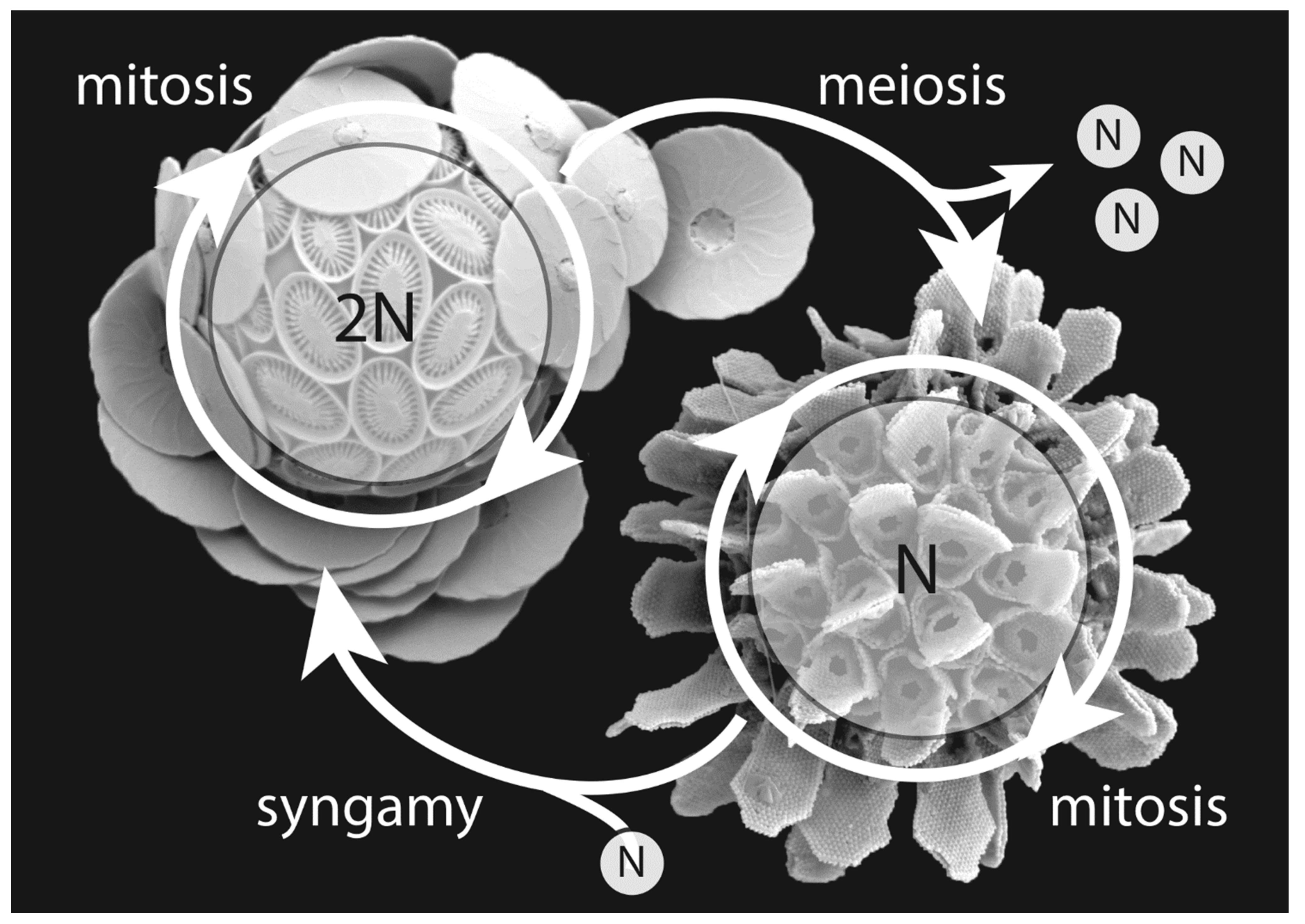 Evolutionary Rates in the Haptophyta: Exploring Molecular and ...