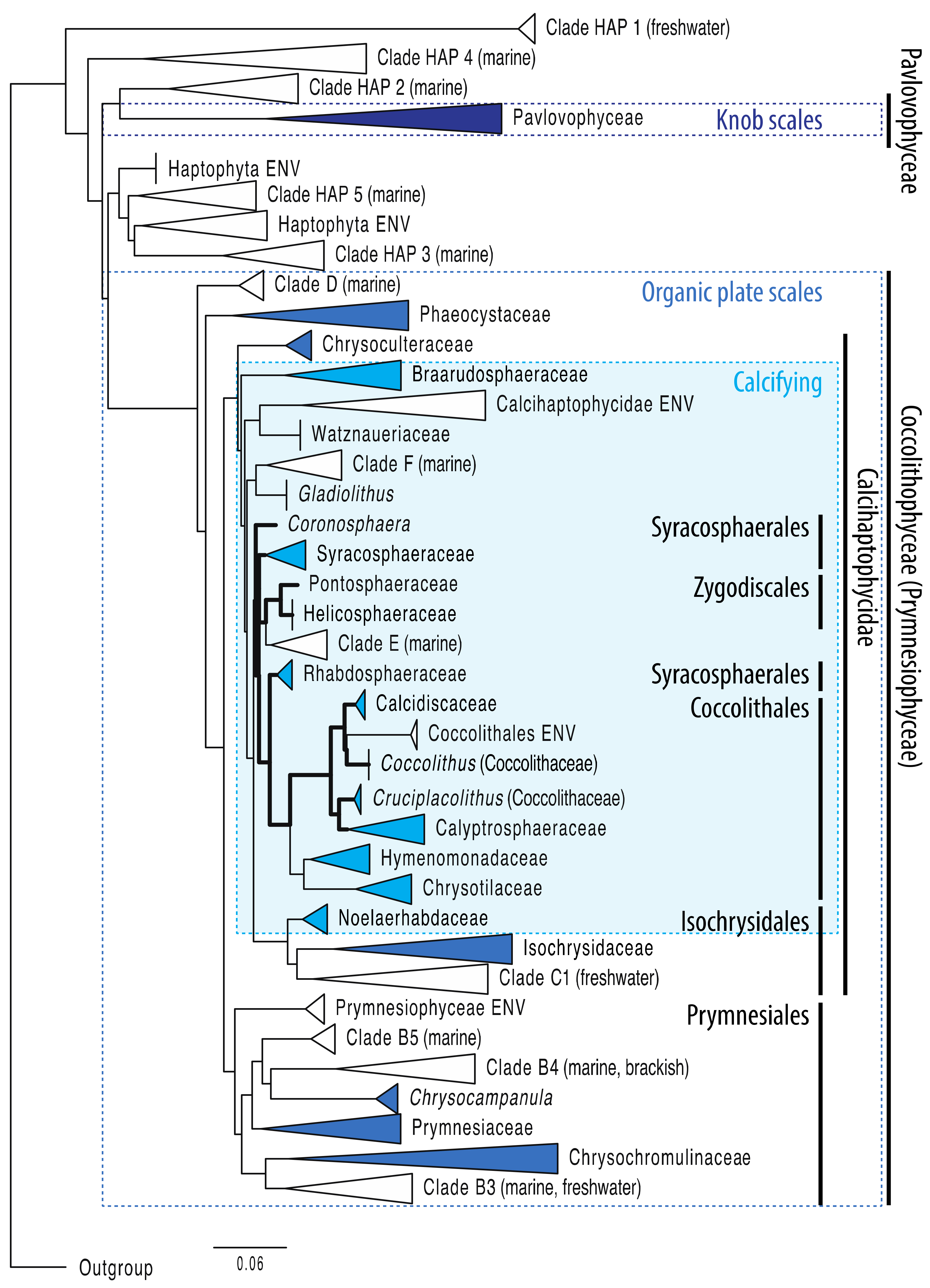 Evolutionary Rates in the Haptophyta: Exploring Molecular and ...