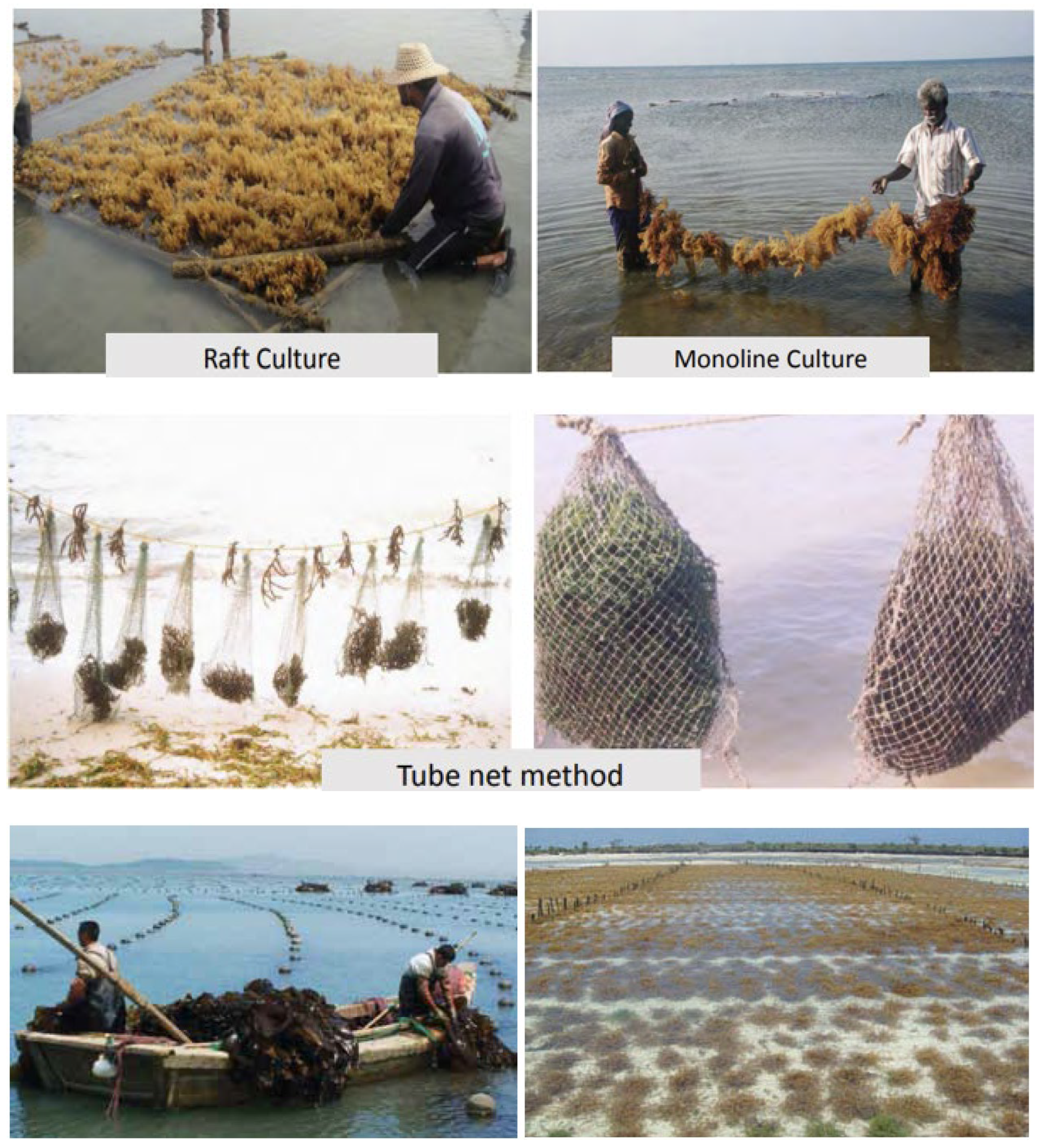 Review of the Status and Developments in Seaweed Farming Infrastructure ...
