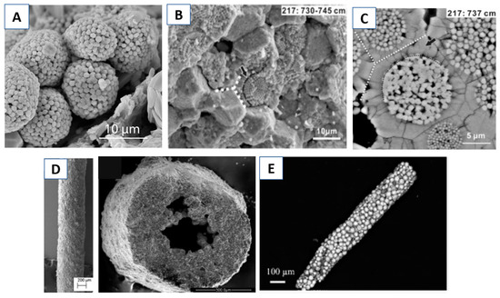 The Morphological Characteristics of Authigenic Pyrite Formed in Marine ...