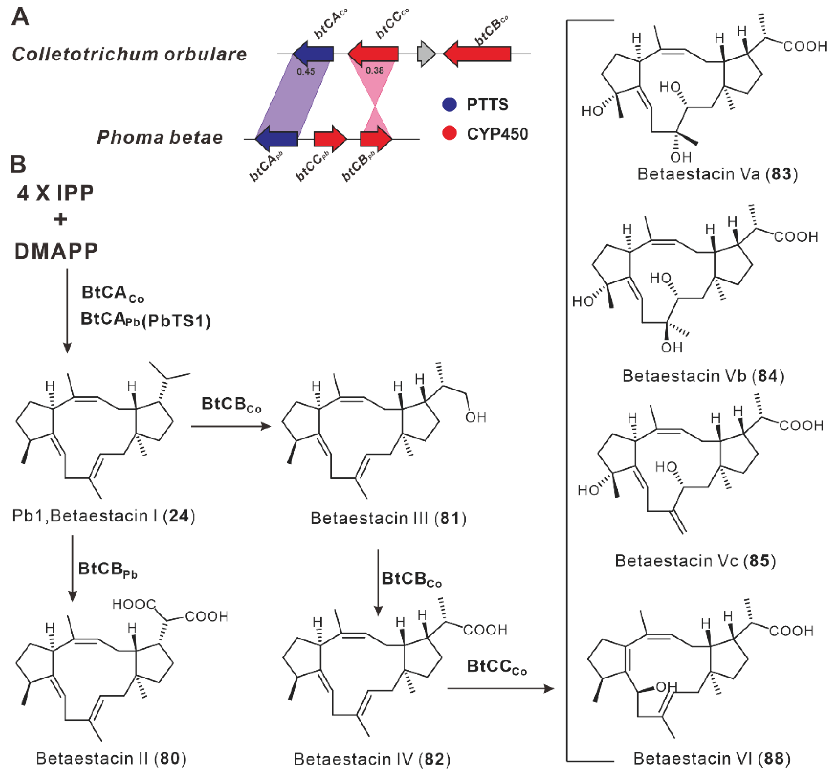 Research Progress on Fungal Sesterterpenoids Biosynthesis | MDPI