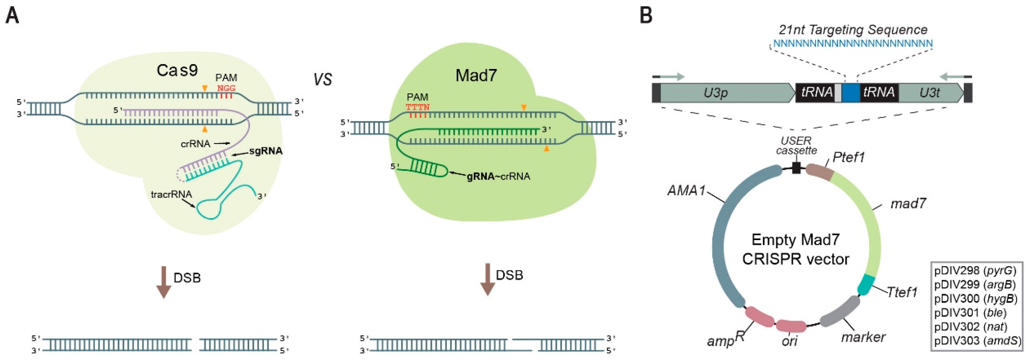 A Mad7 System for Genetic Engineering of Filamentous Fungi | MDPI