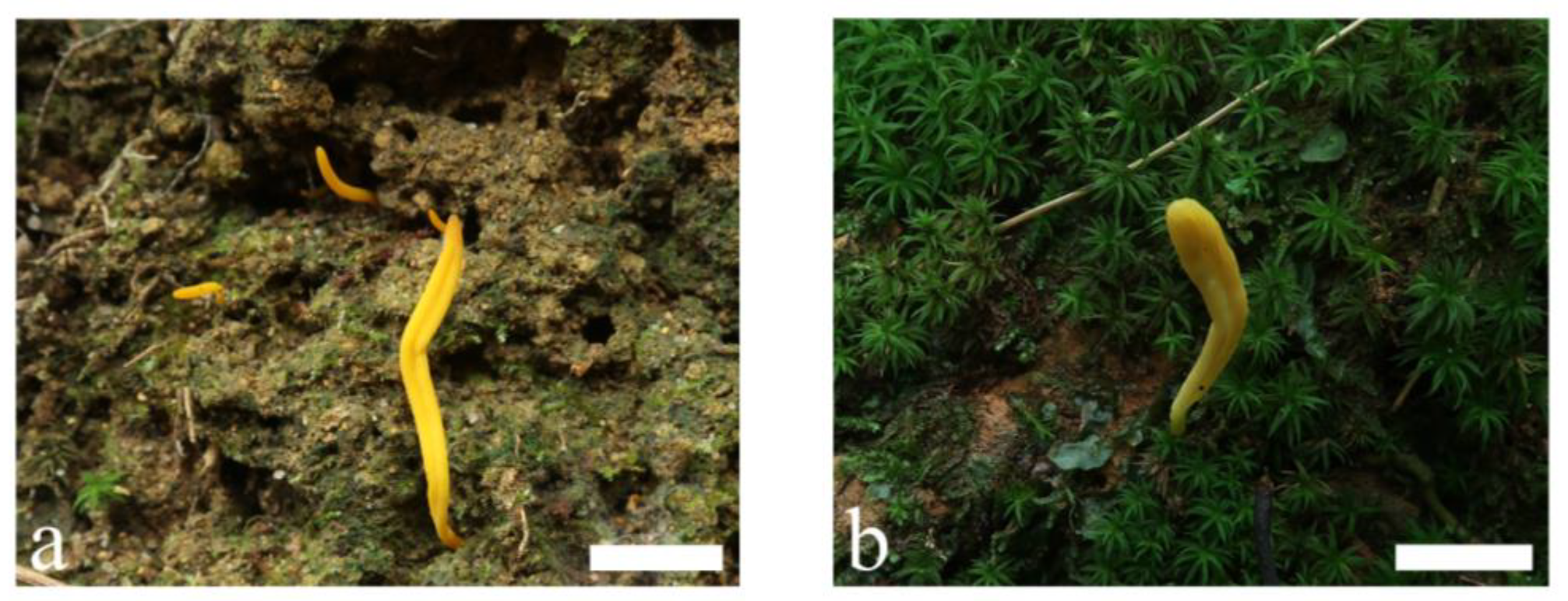 Taxonomy and Phylogenetic Relationships of Clavulinopsis (Clavariaceae ...