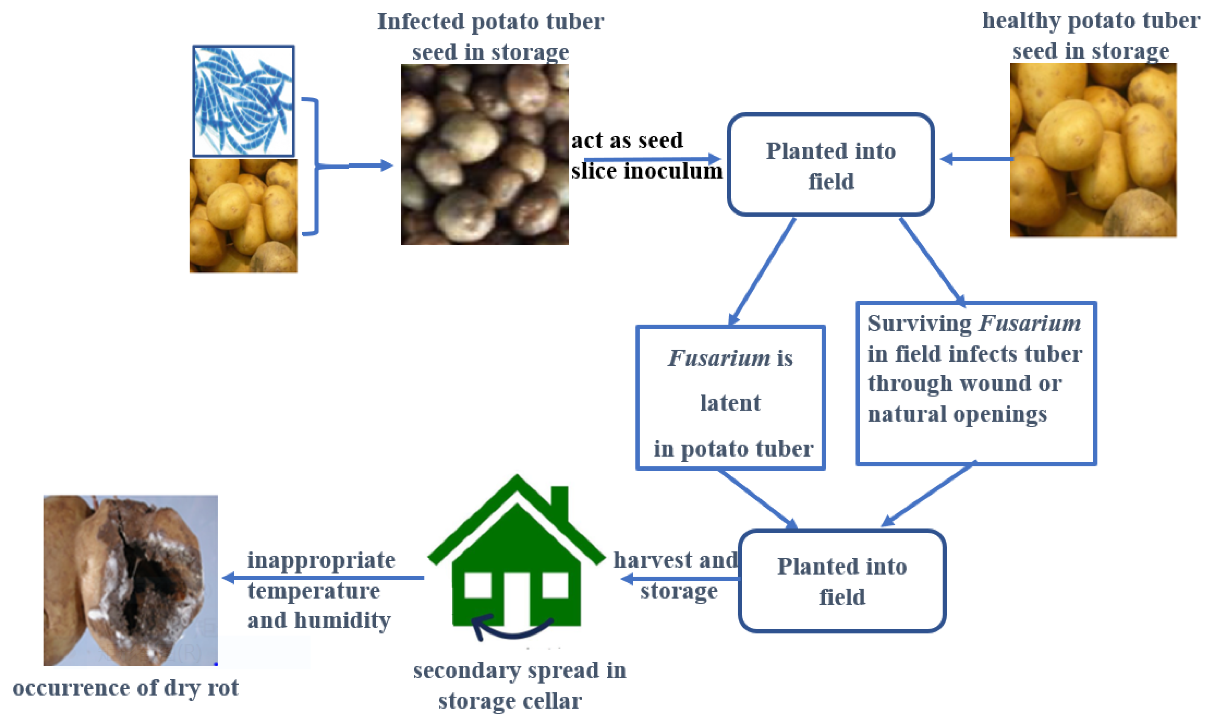 Pathogenicity, Mycotoxin Production, and Control of Potato Dry Rot ...