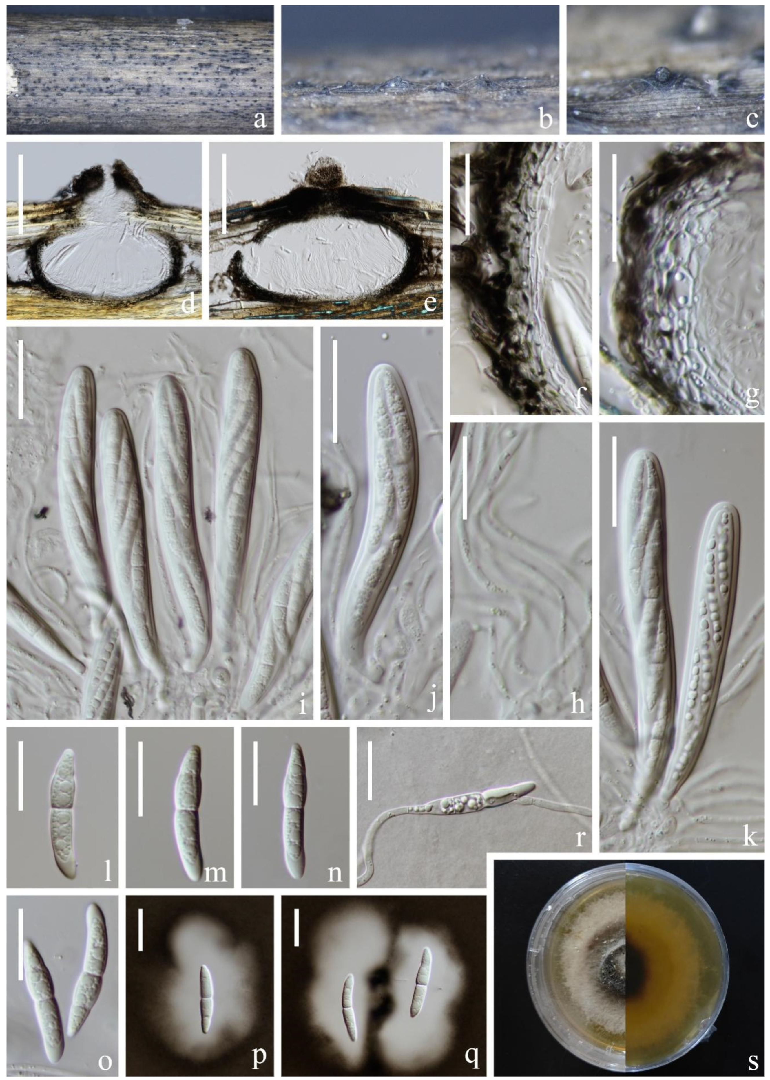 Lignicolous Freshwater Fungi from Plateau Lakes in China (I ...