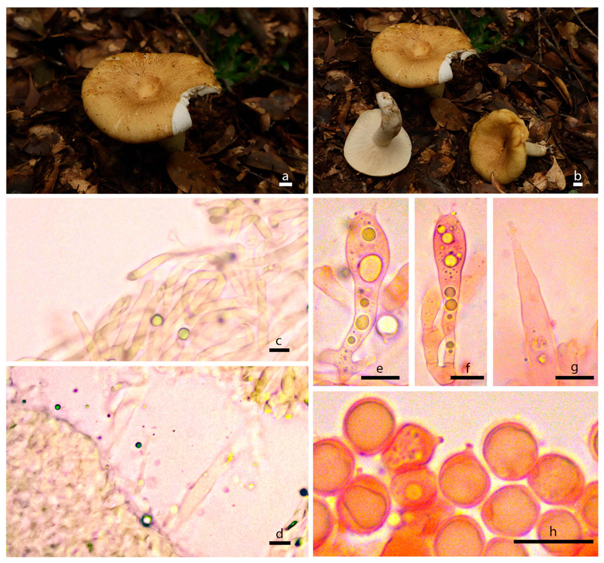 Three New Species of Russulaceae (Russulales, Basidiomycota) from ...