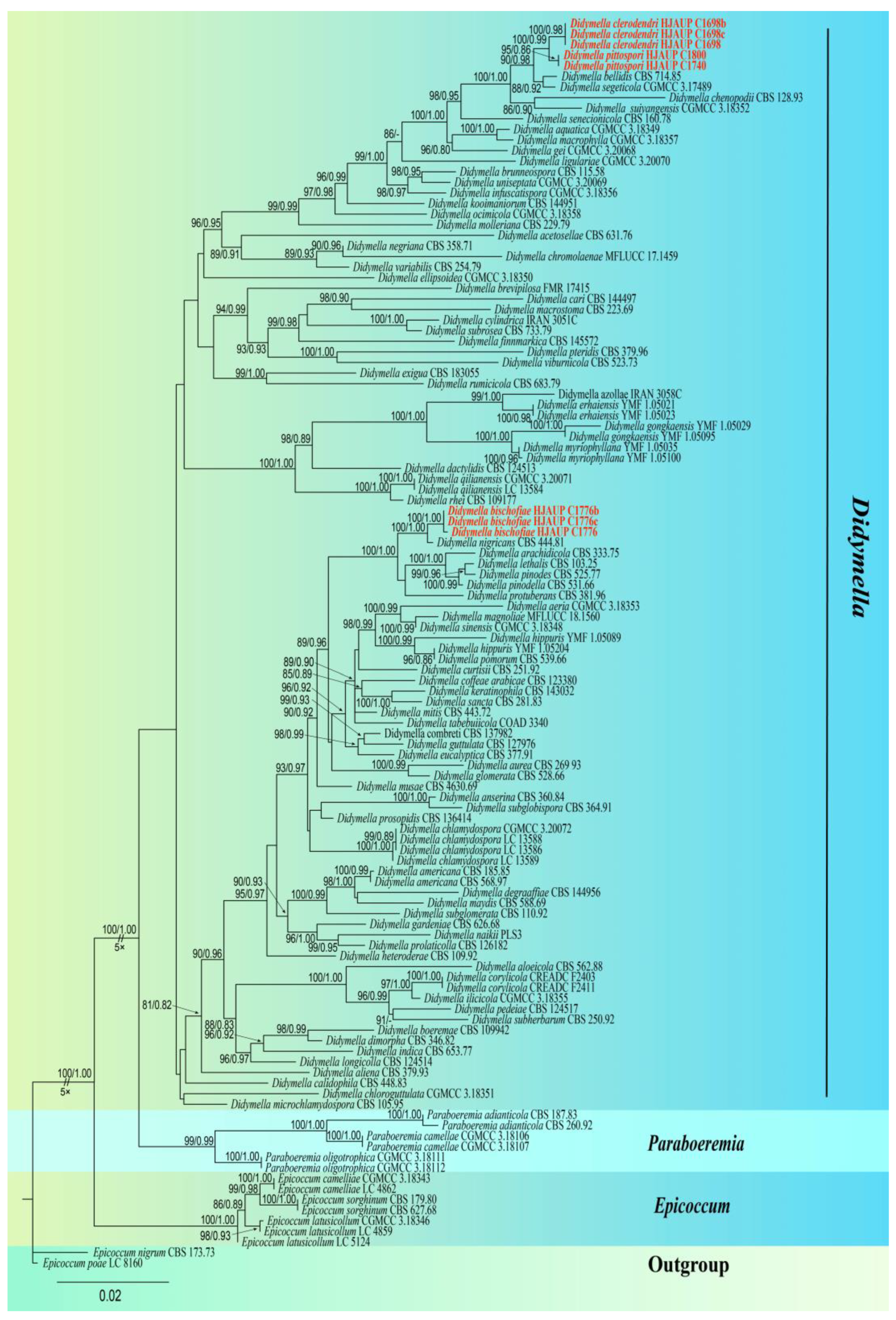Morphological and Phylogenetic Analyses Reveal Three New Species of ...