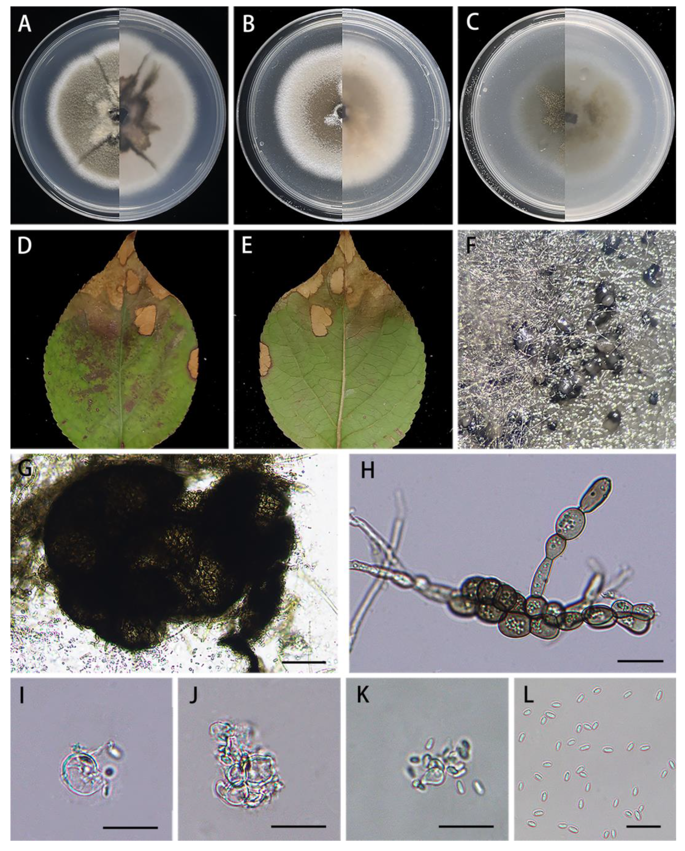 Morphological and Phylogenetic Analyses Reveal Three New Species of ...