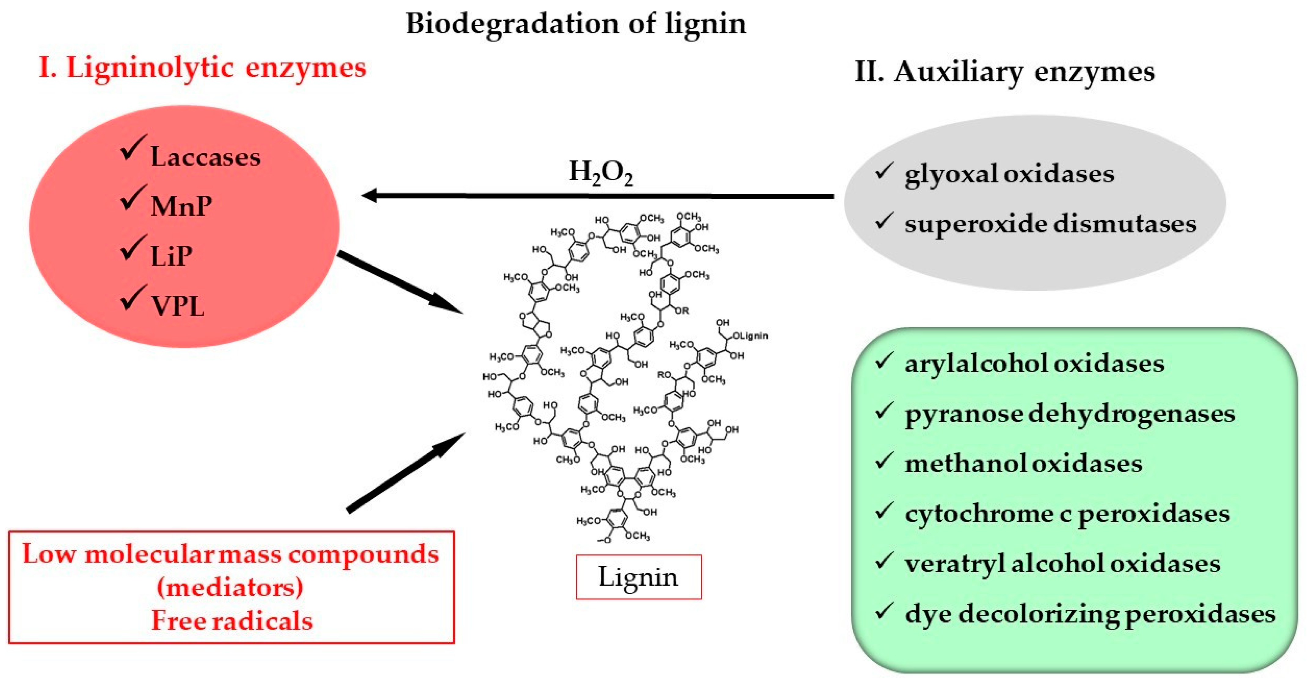 White Rot Fungi as Tools for the Bioremediation of Xenobiotics: A ...