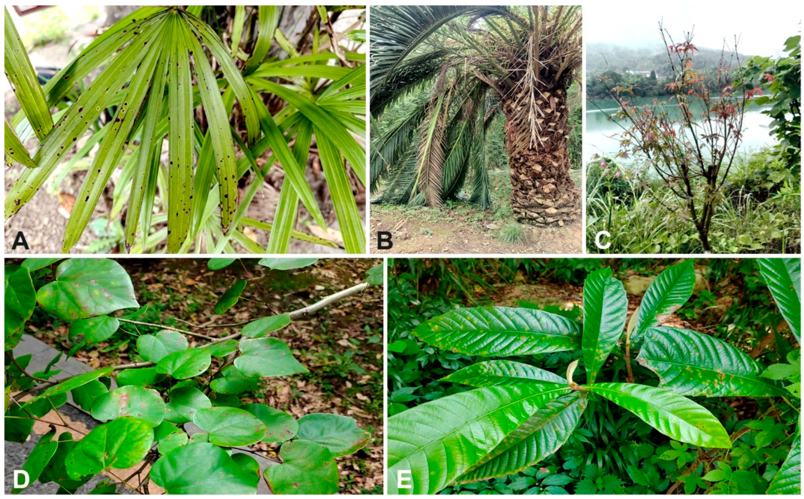 Updating the Species Diversity of Pestalotioid Fungi: Four New Species ...